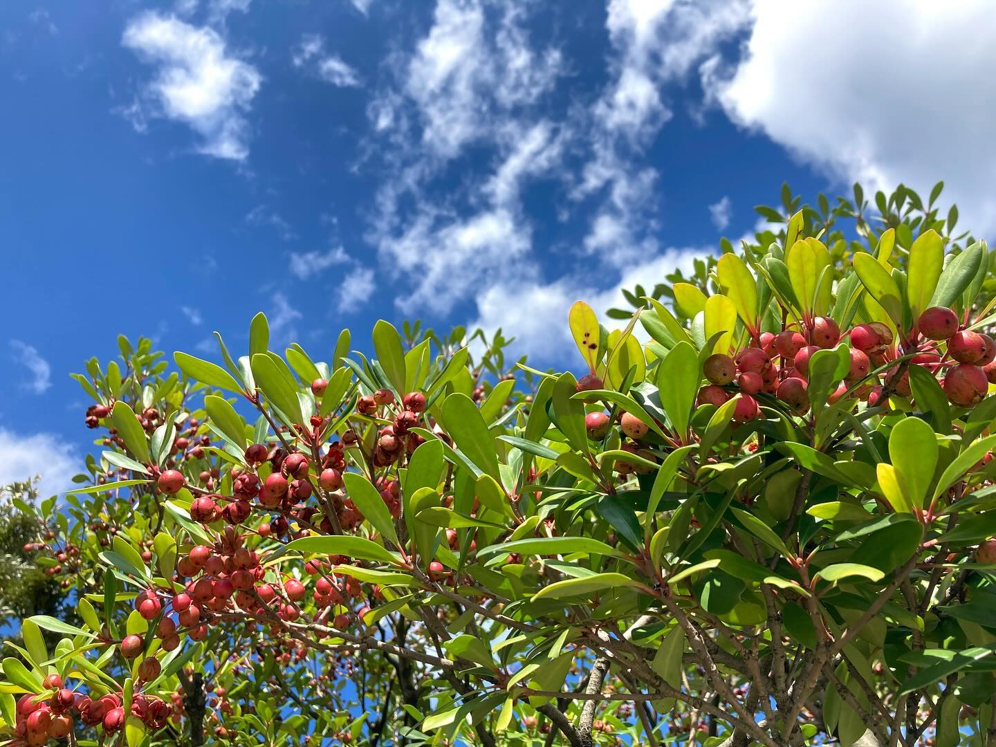 Plant FAQs: Ternstroemia Gymnanthera