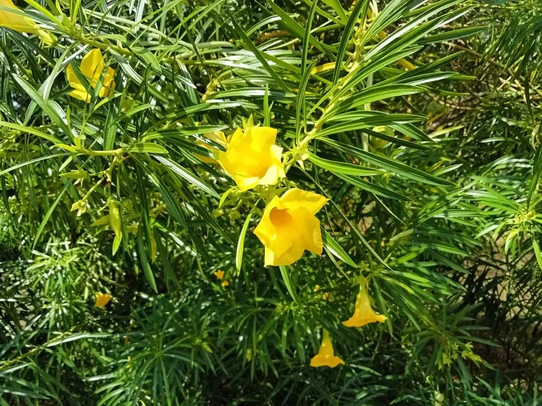 Plant FAQs: Thevetia Peruviana