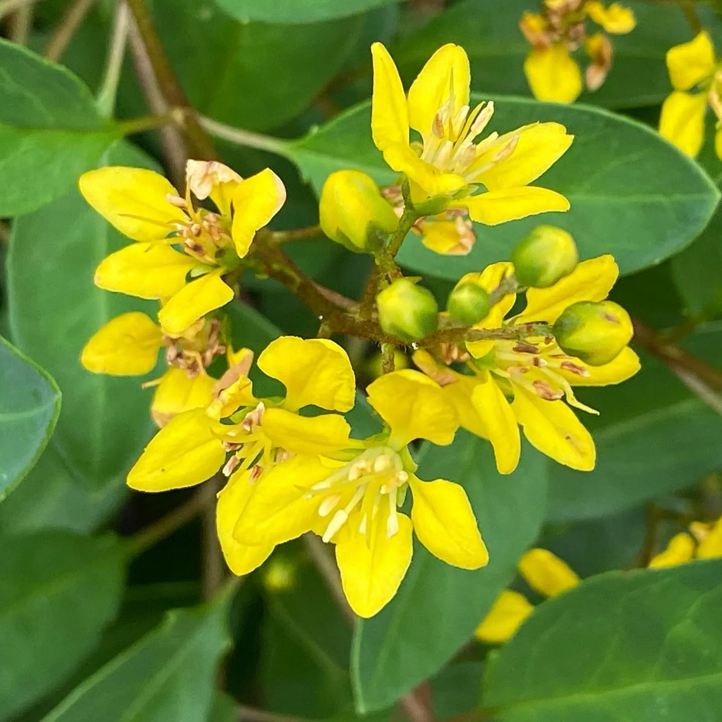 Plant FAQs: Thryallis