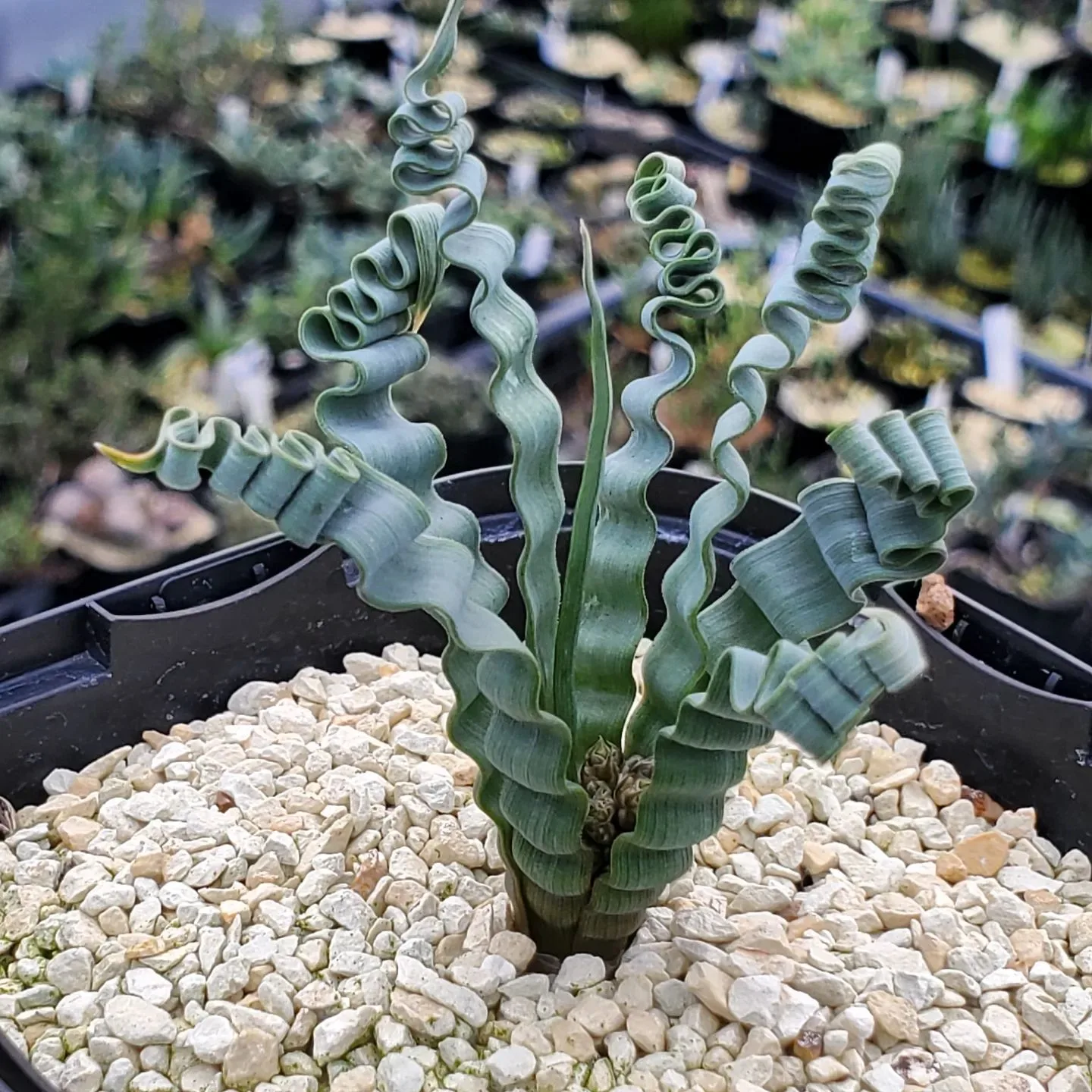 Plant FAQs: Trachyandra Tortilis