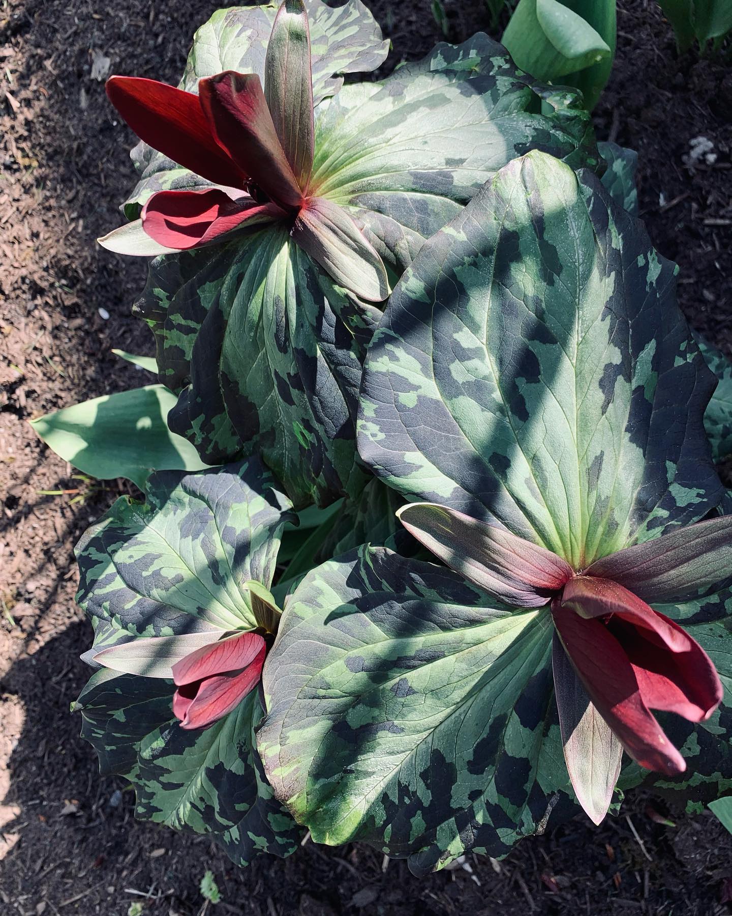 Plant FAQs: Trillium Sessile - Toadshade