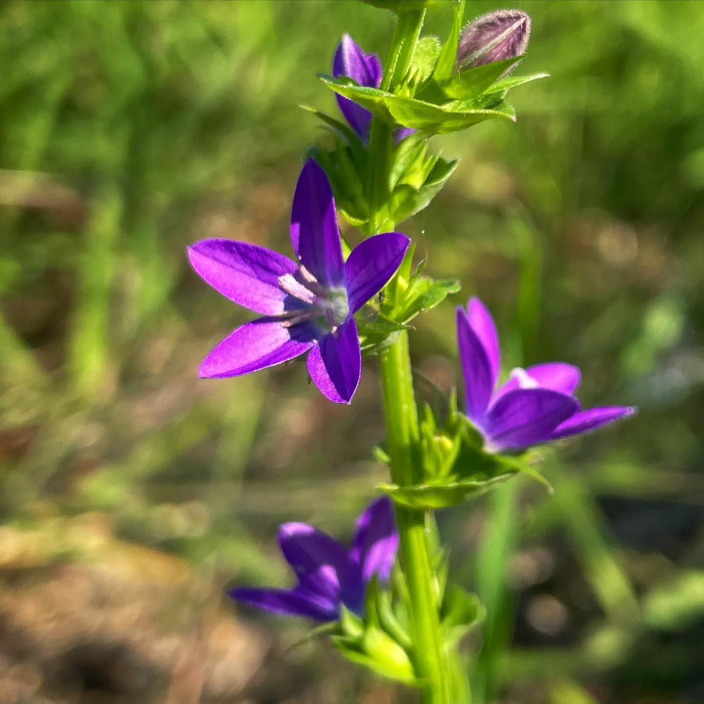 Plant FAQs: Triodanis Perfoliata