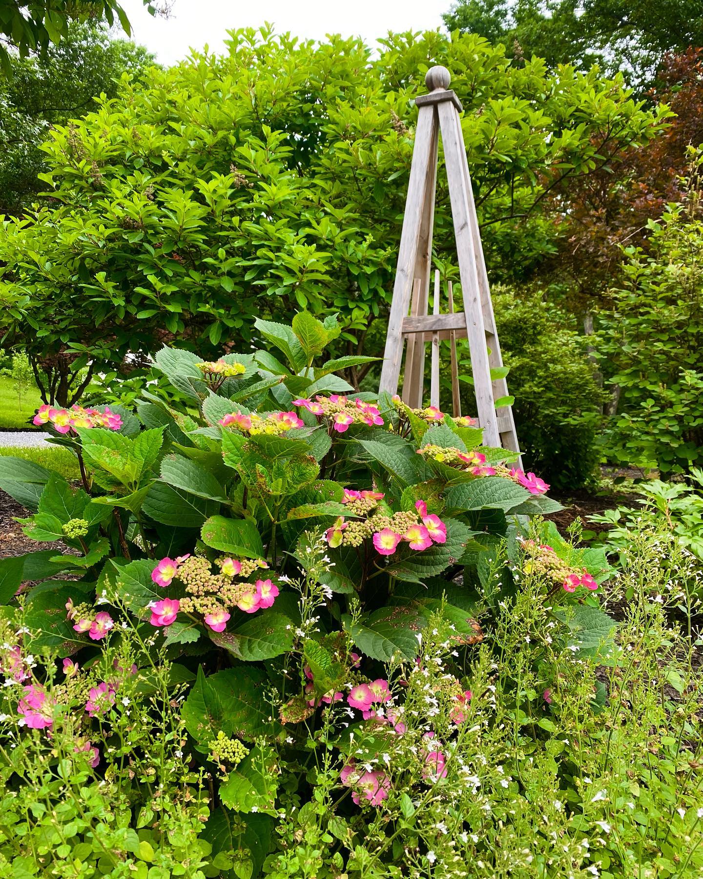 Plant FAQs: Tuff Stuff Hydrangea