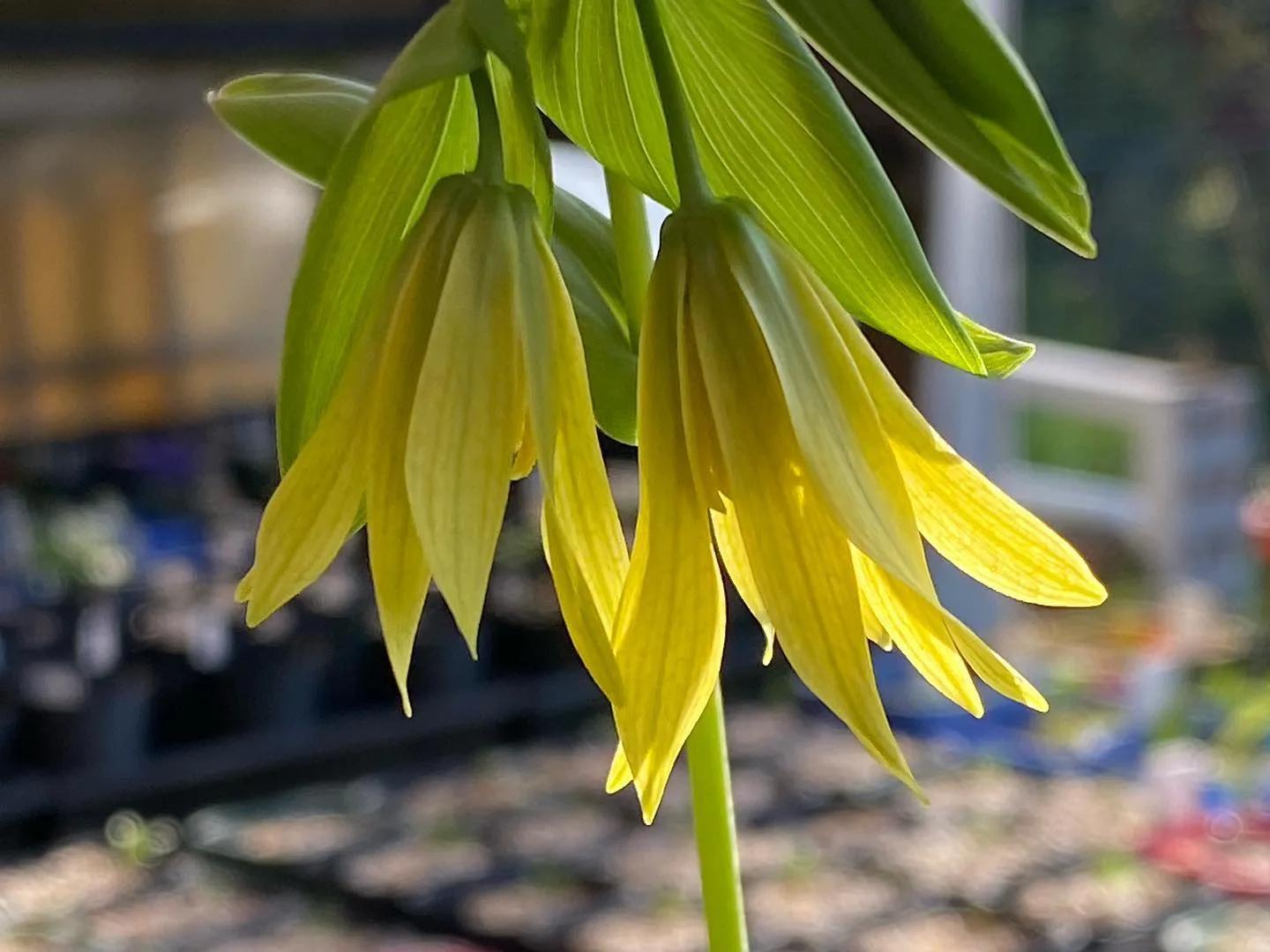 Plant FAQs: Uvularia Grandiflora - Bellwort - Merrybells