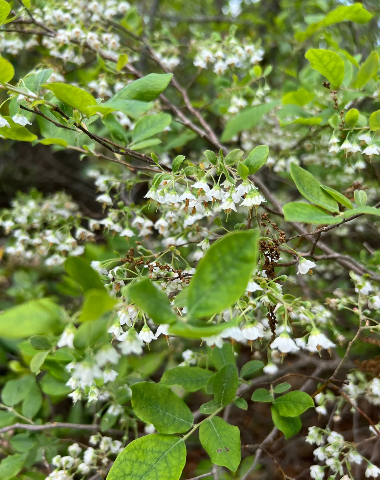 Plant FAQs: Vaccinium Stamineum