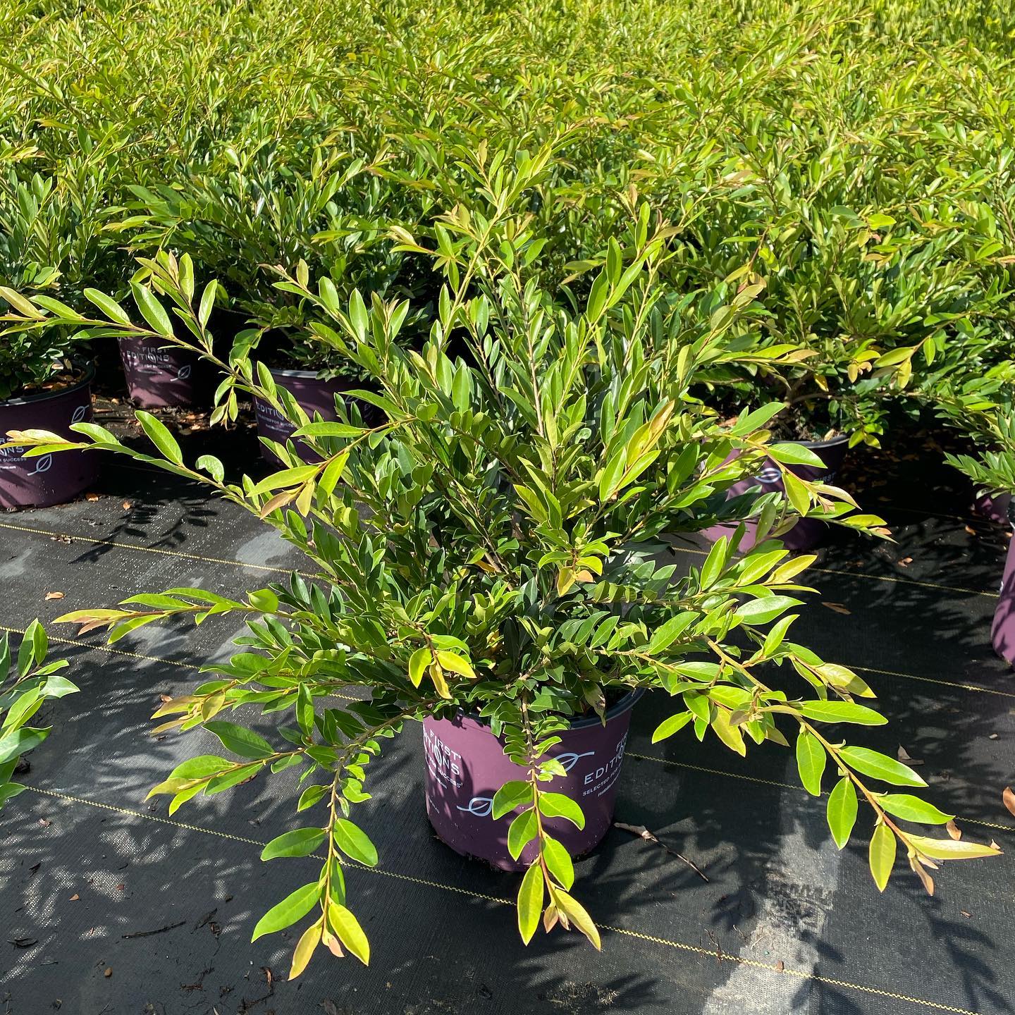 Plant FAQs: Vintage Jade Distylium