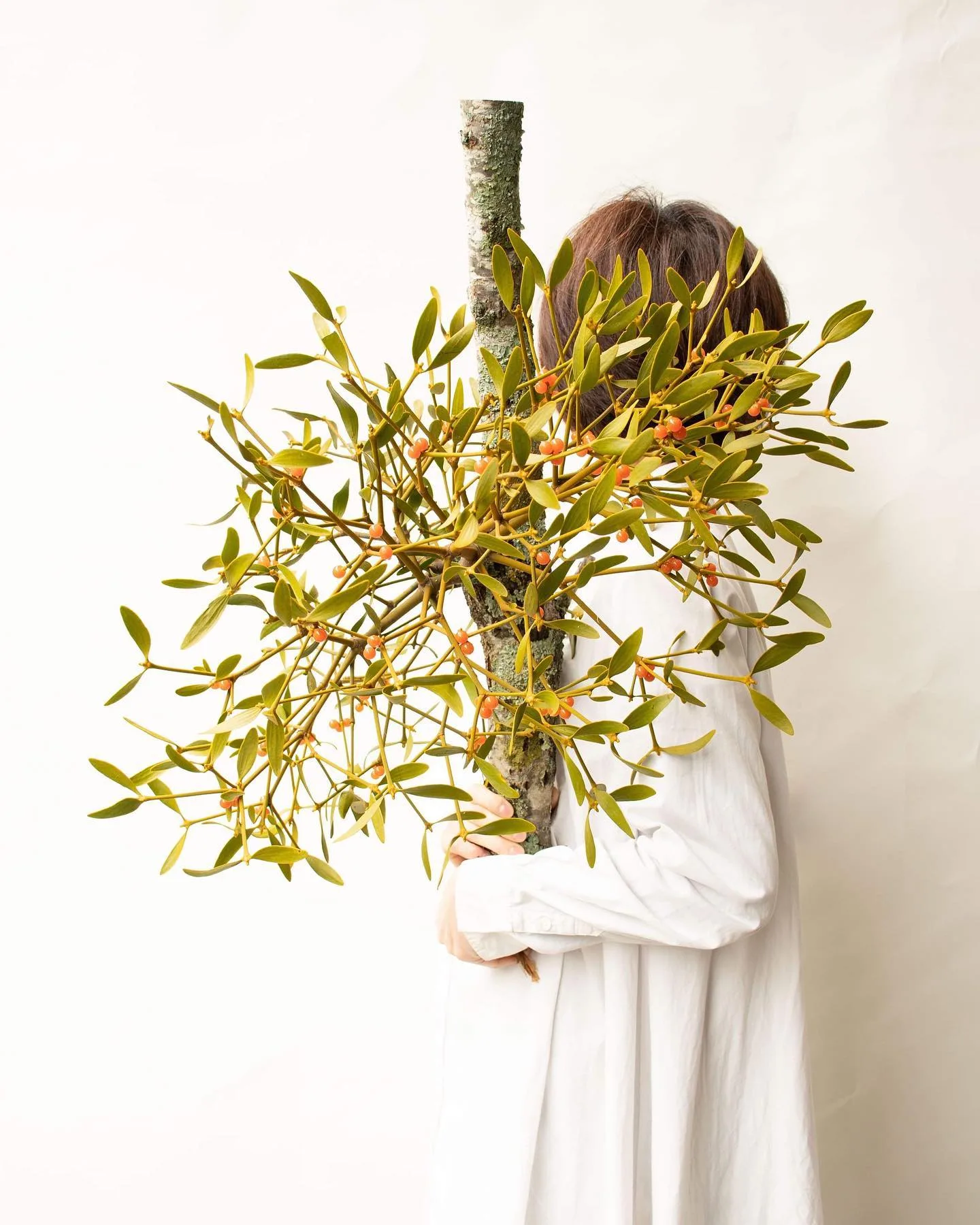 Plant FAQs: Viscum Album - European Mistletoe