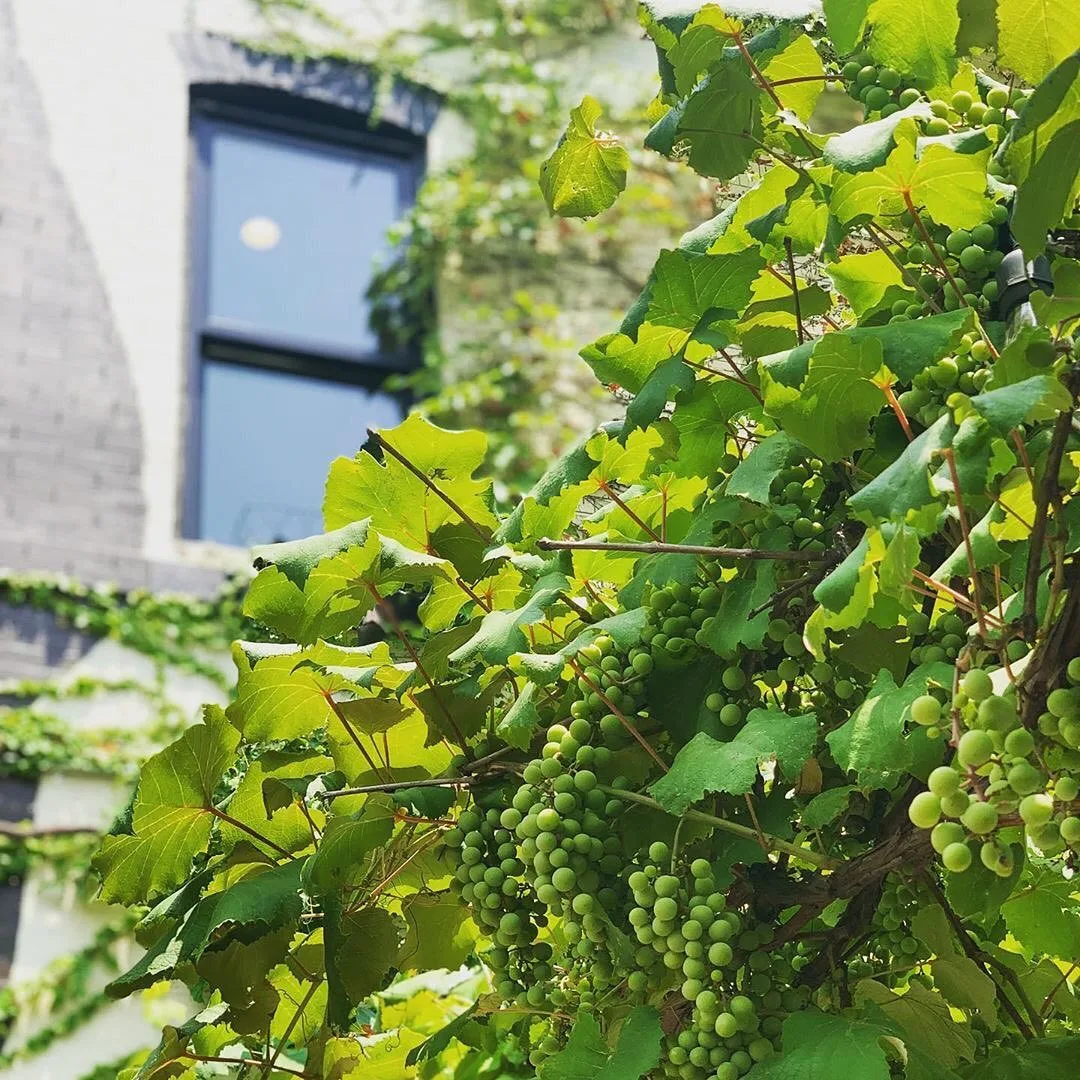 Plant FAQs: Vitis Aestivalis