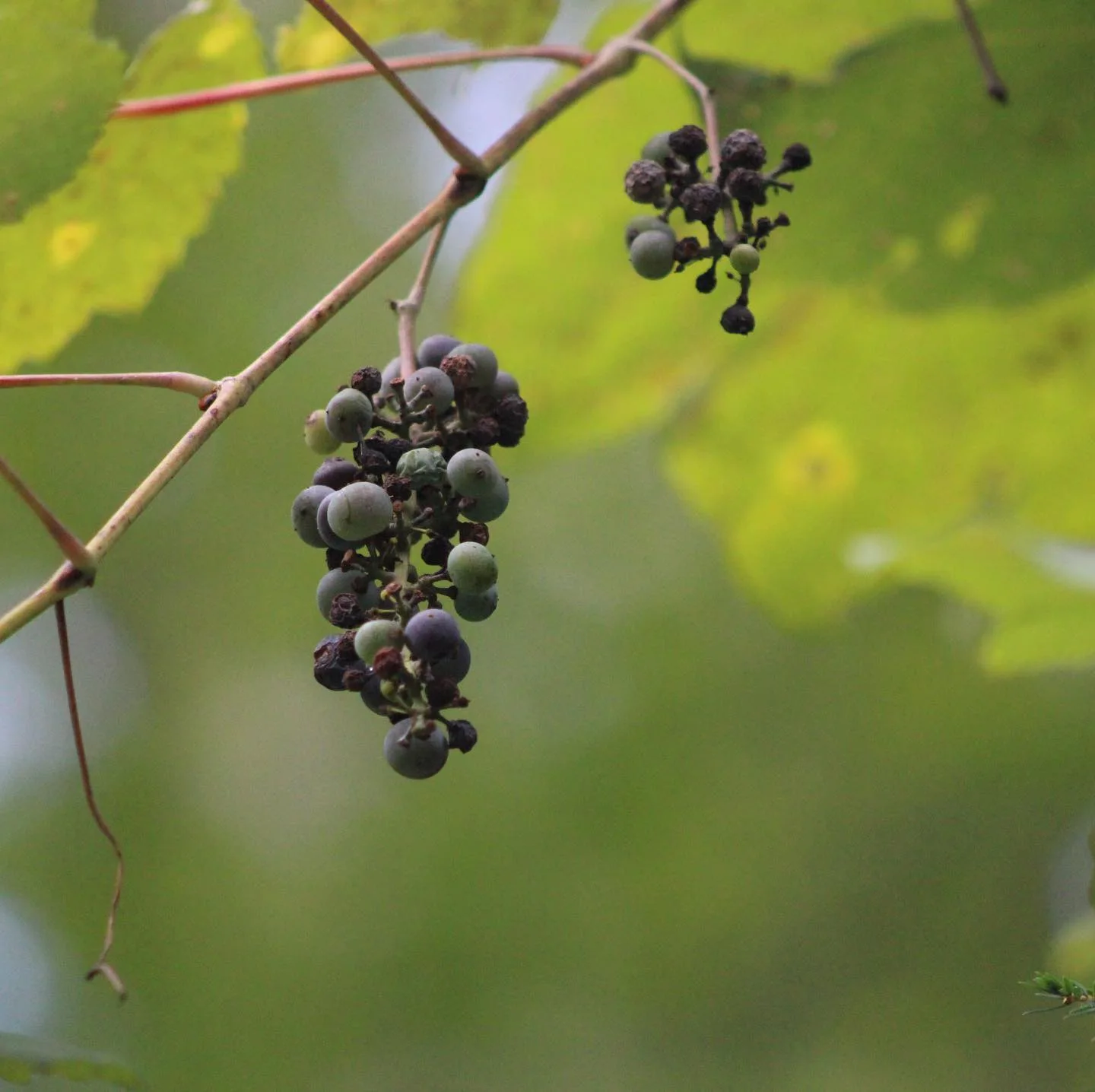 Plant FAQs: Vitis Cinerea - Graybark Grape