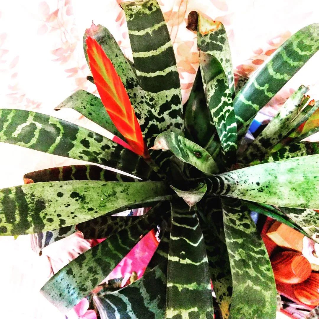 Plant FAQs: Vriesea Splendens - Lutheria Splendens