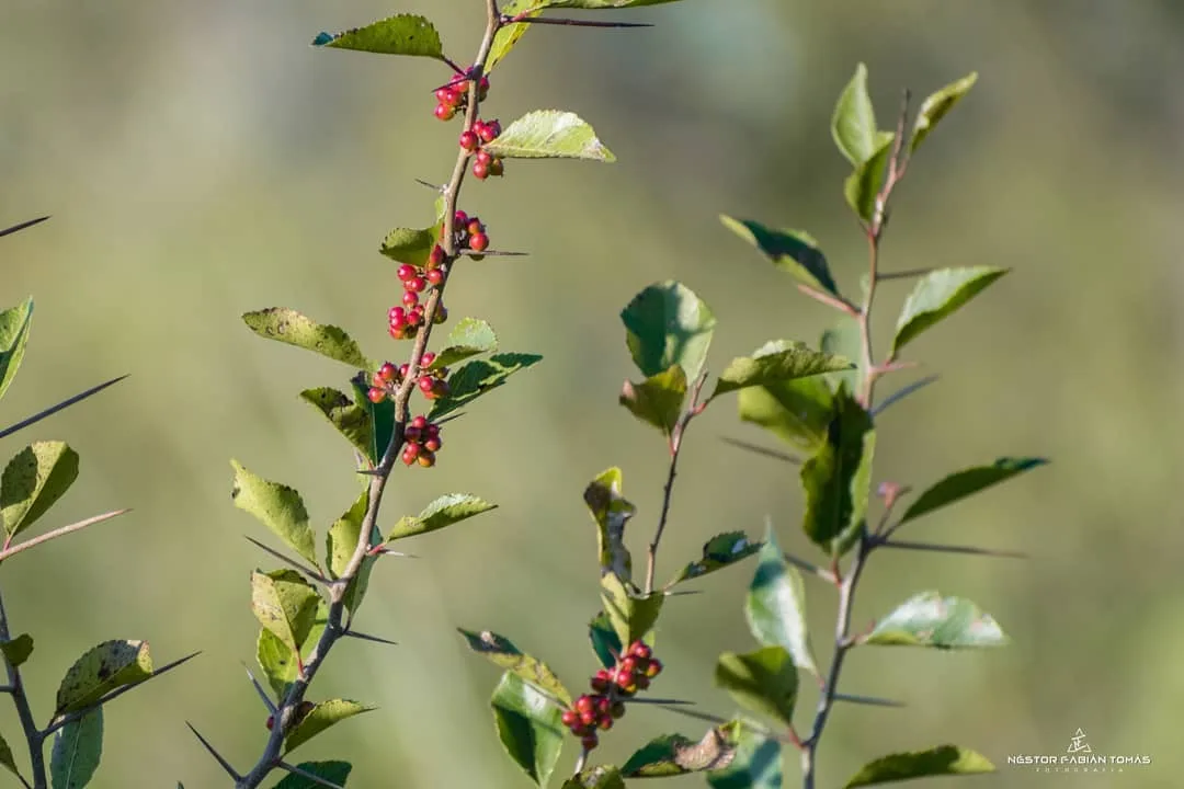 Plant FAQs: Xylosma