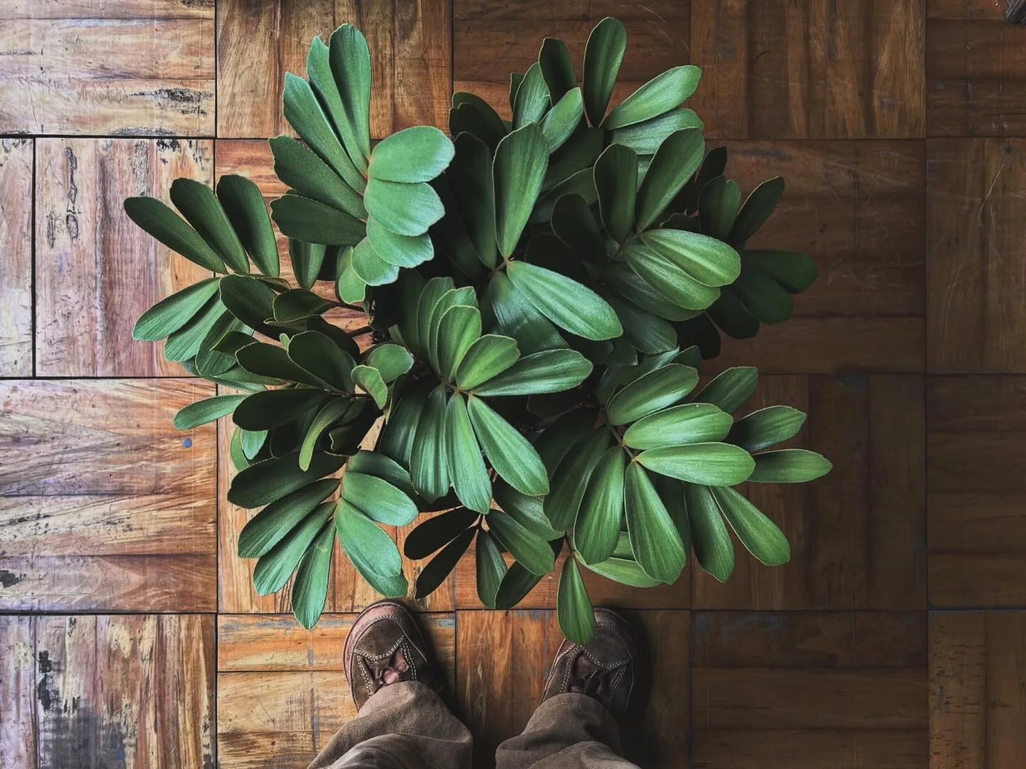 Plant FAQs: Zamia Furfuracea