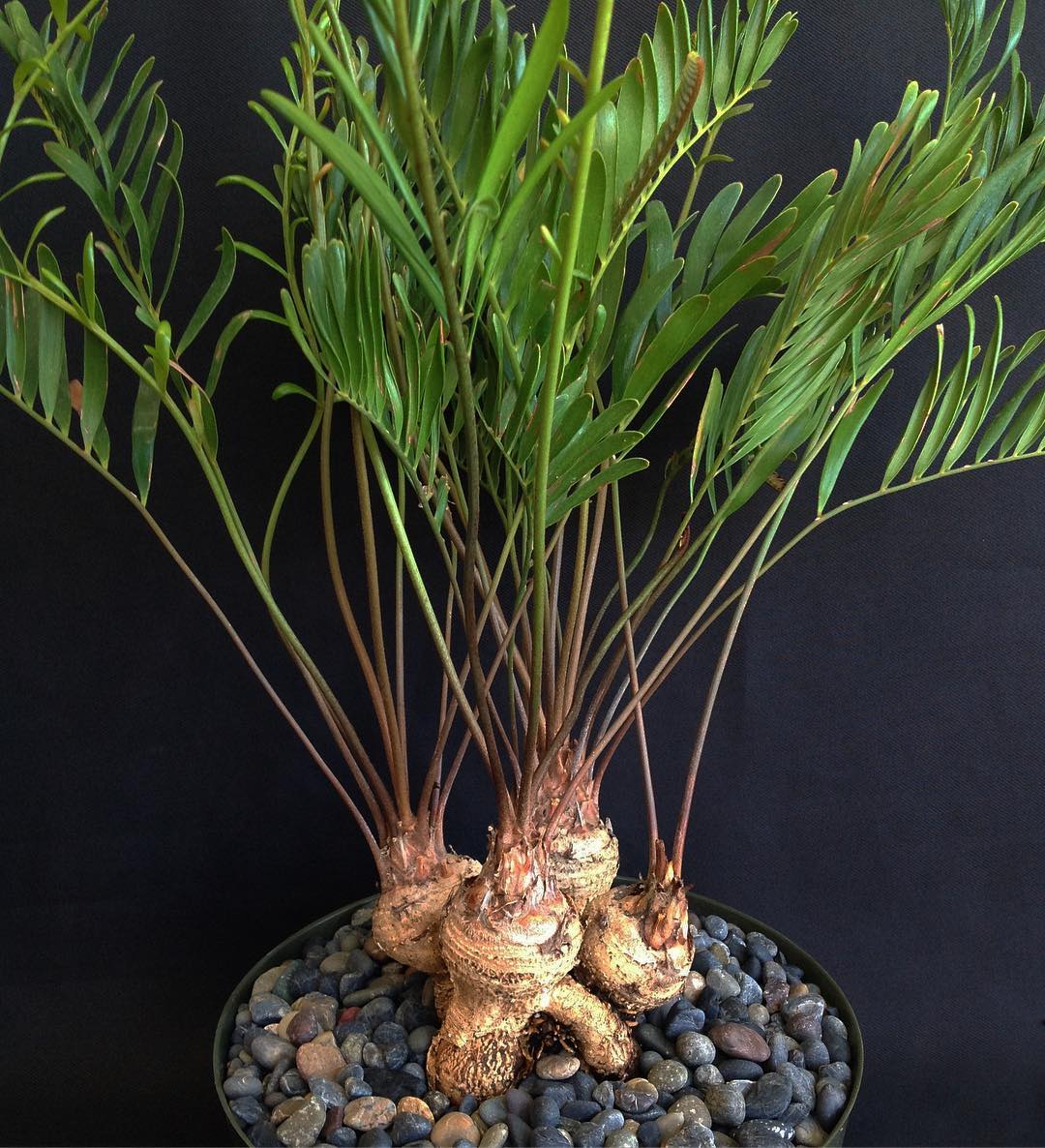Plant FAQs: Zamia Integrifolia - Coontie Palm - Coontie Fern