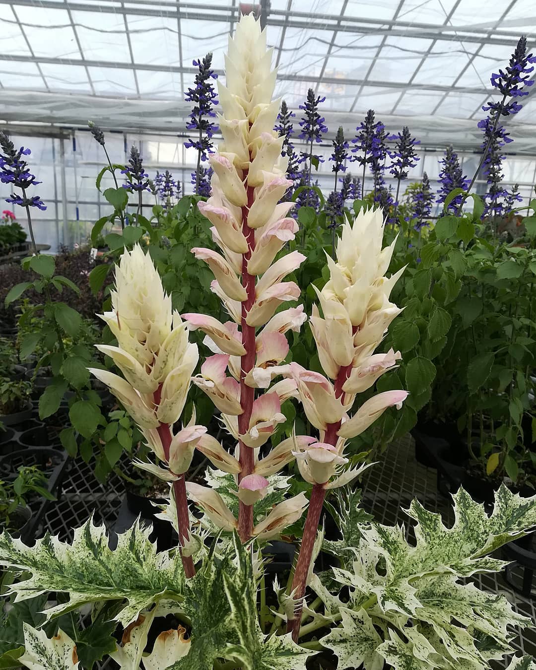 Plant FAQs: Acanthus Whitewater