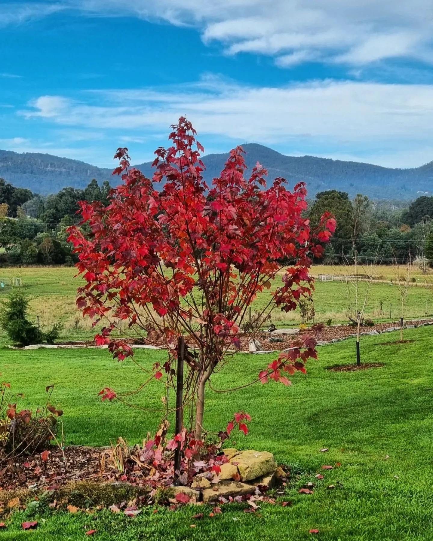 Plant FAQs: Acer Rubrum - The Red Maple