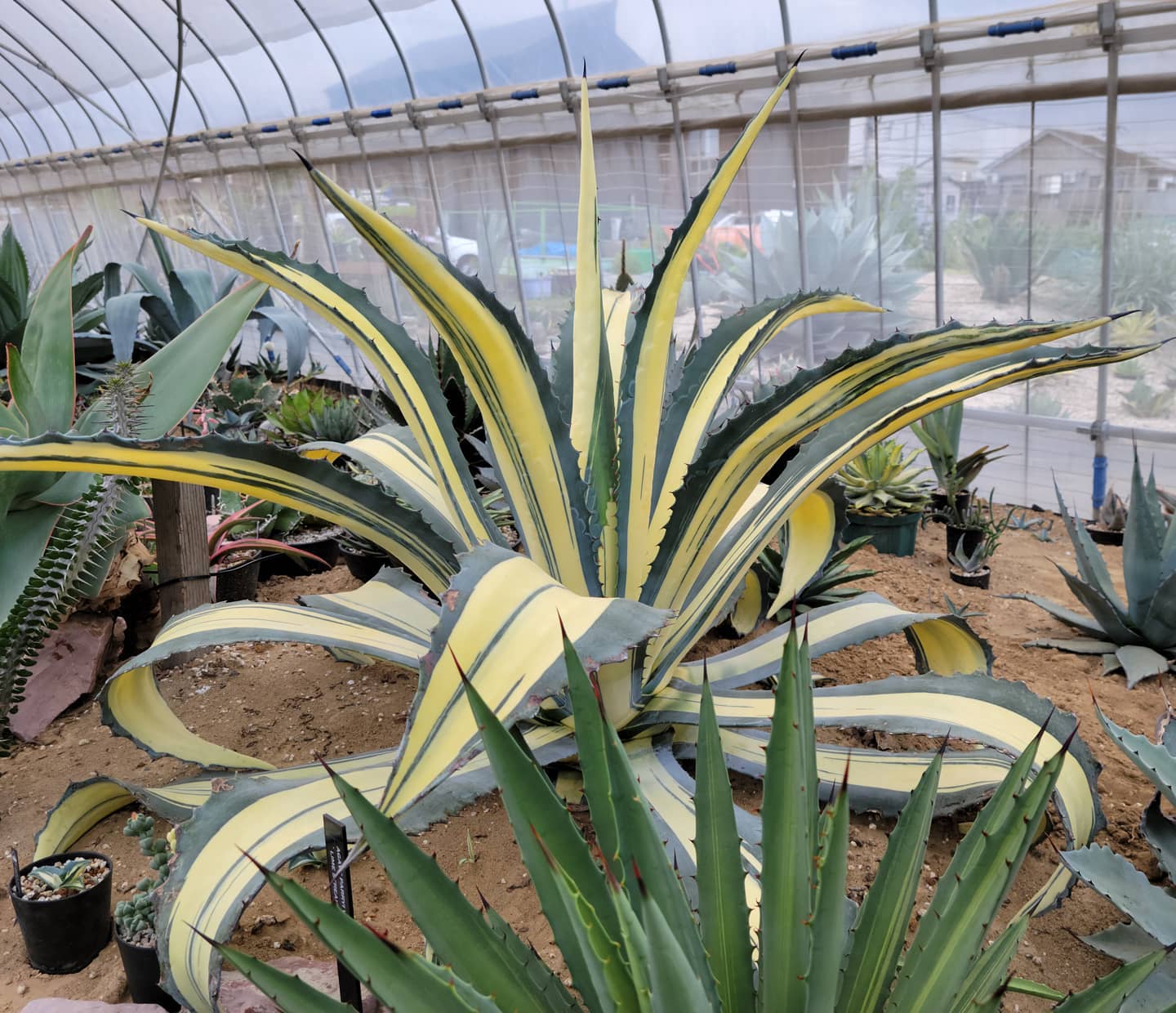 Plant FAQs: Agave Americana - Century Plant