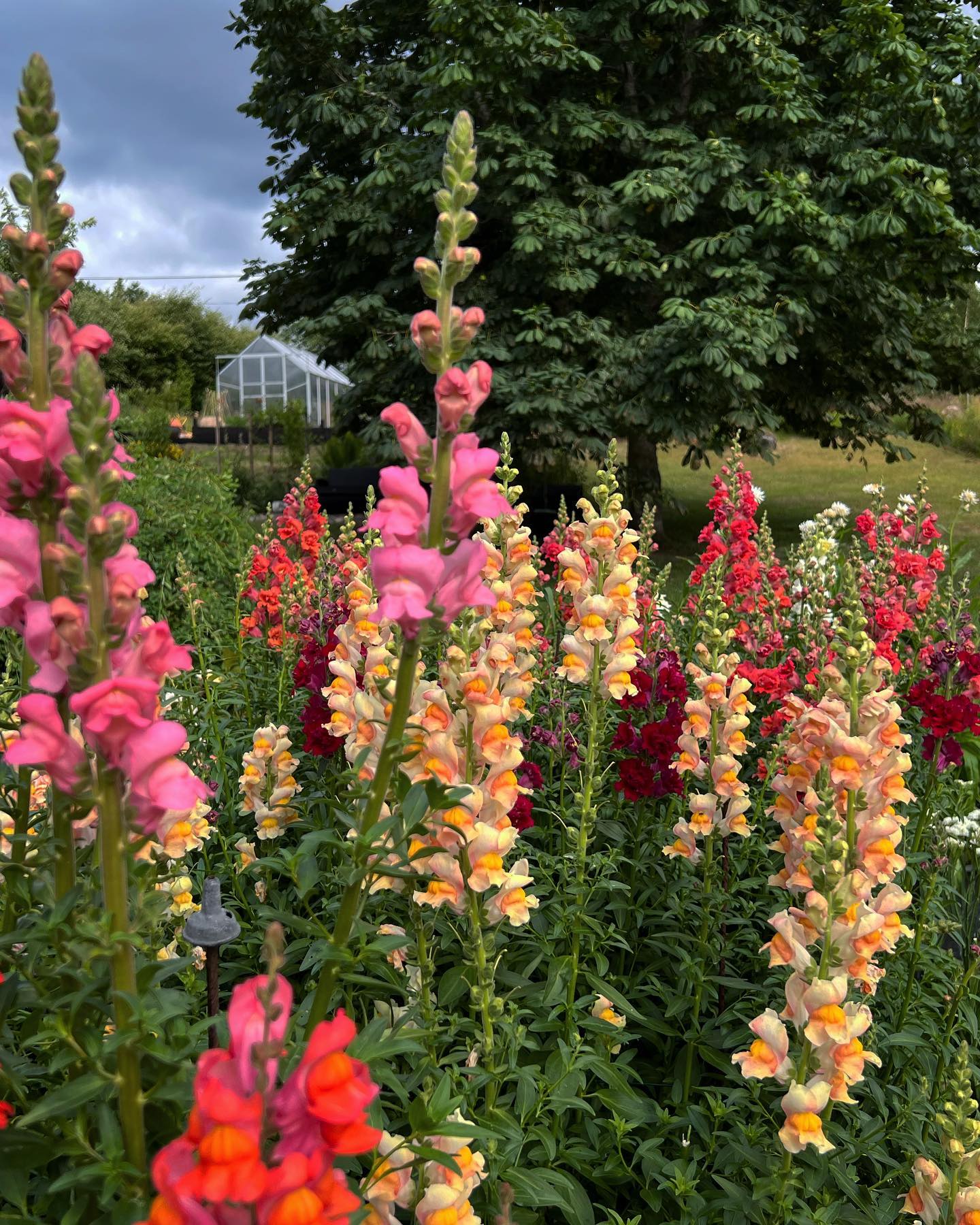 Plant FAQs: Musa Florida Variegated Banana Plant