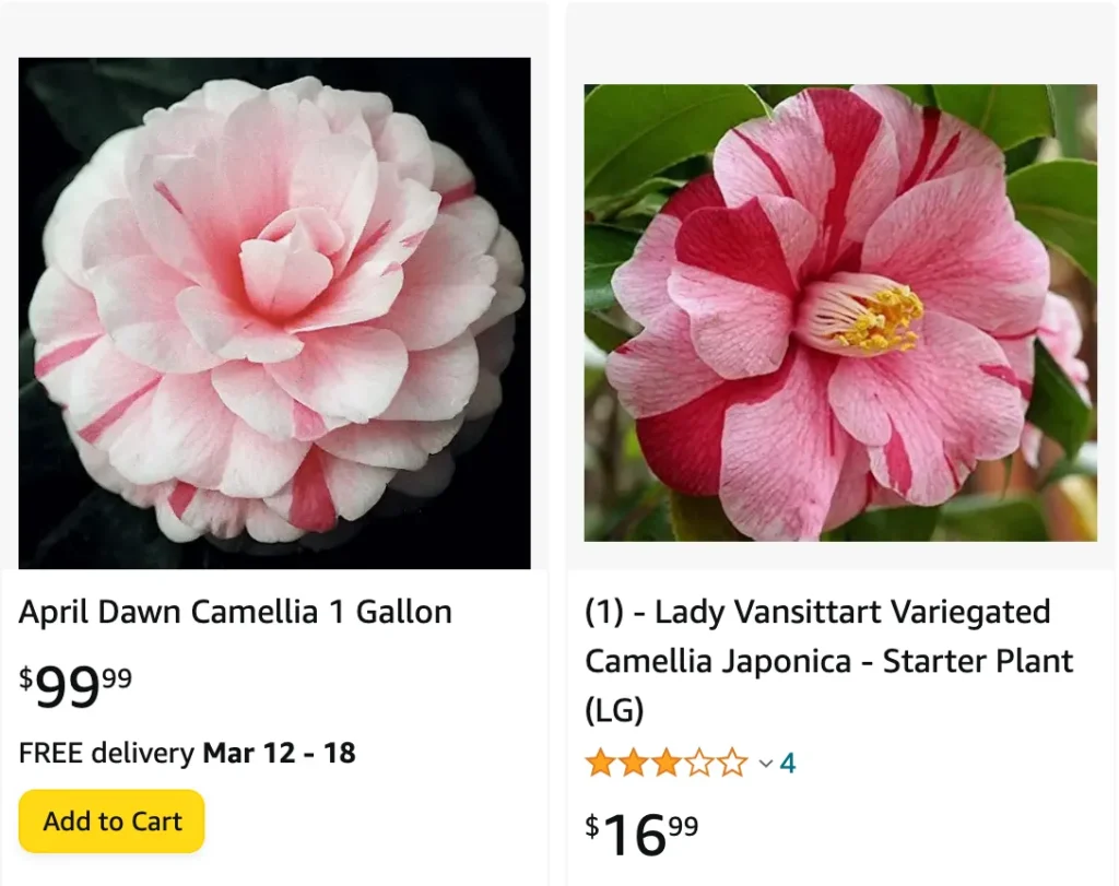 Plant 101: April Dawn Camellia