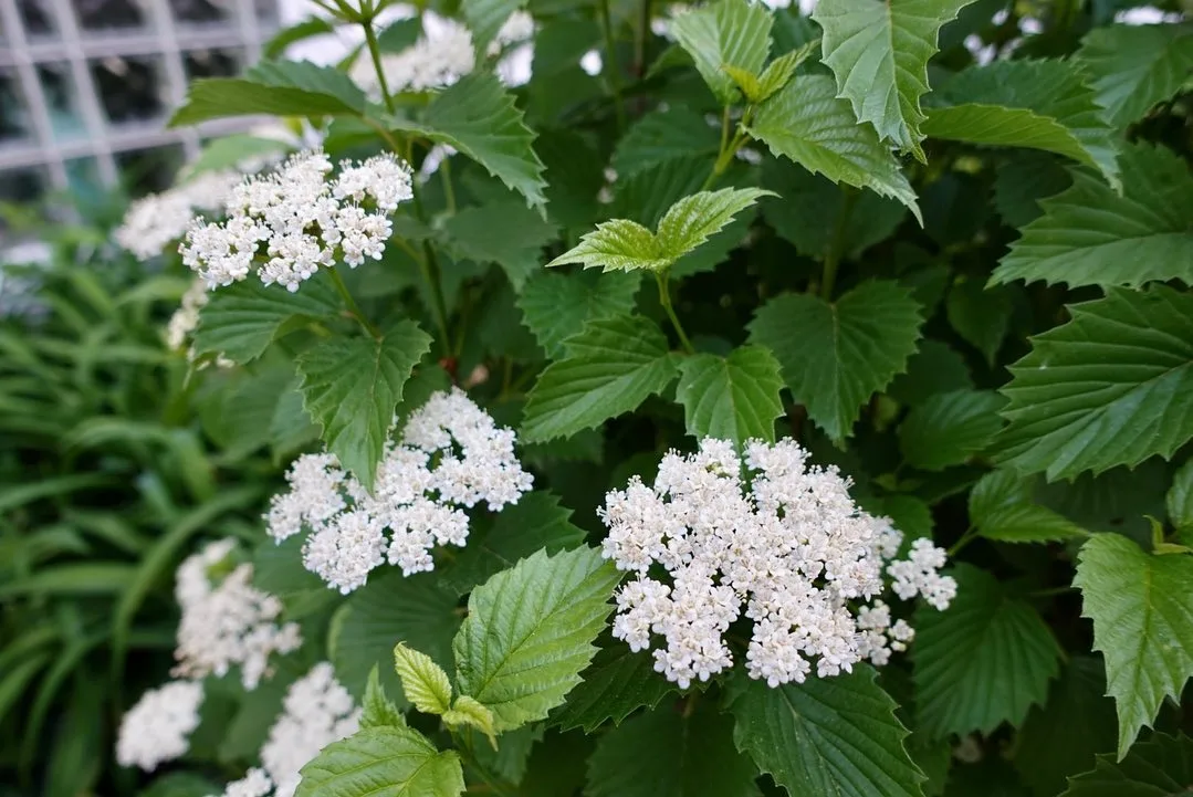 Plant FAQs: Autumn Jazz Viburnum