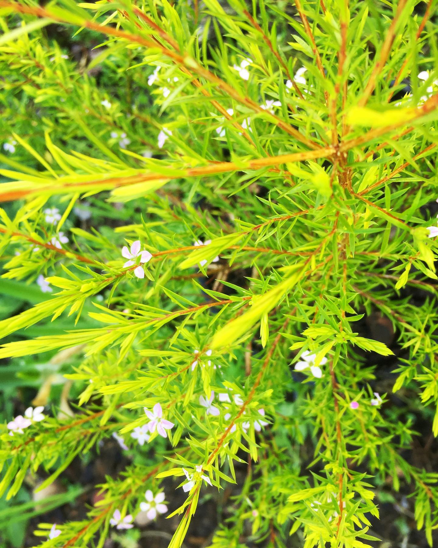 Plant FAQs: Coleonema Sunset Gold