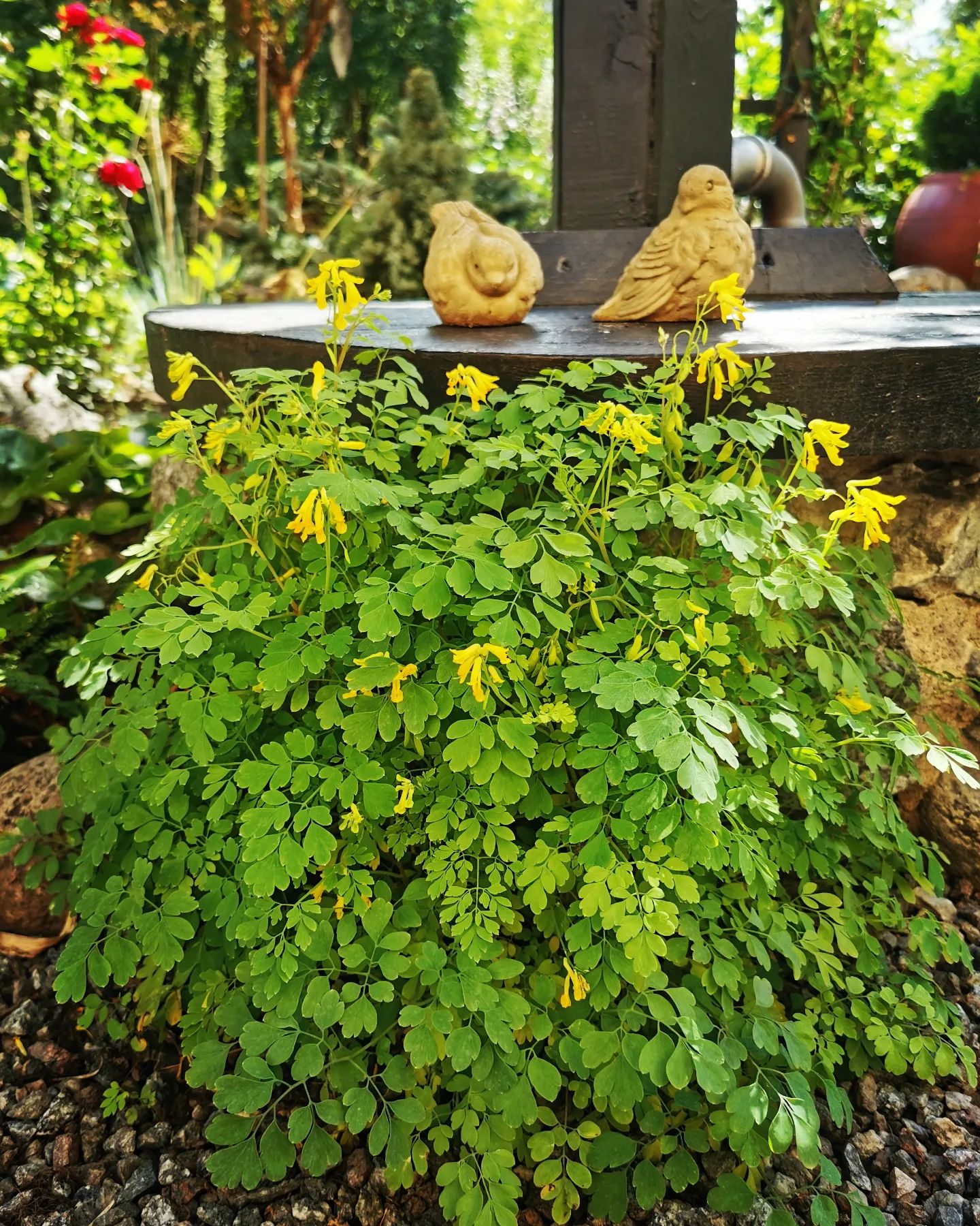 Plant FAQs: Corydalis Lutea