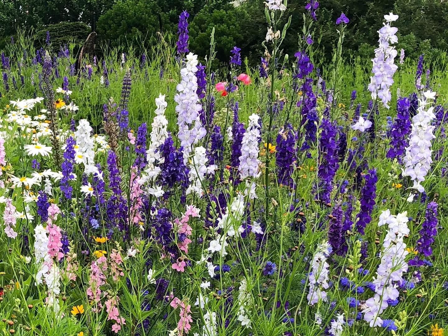 Plant FAQs: Delphinium Consolida