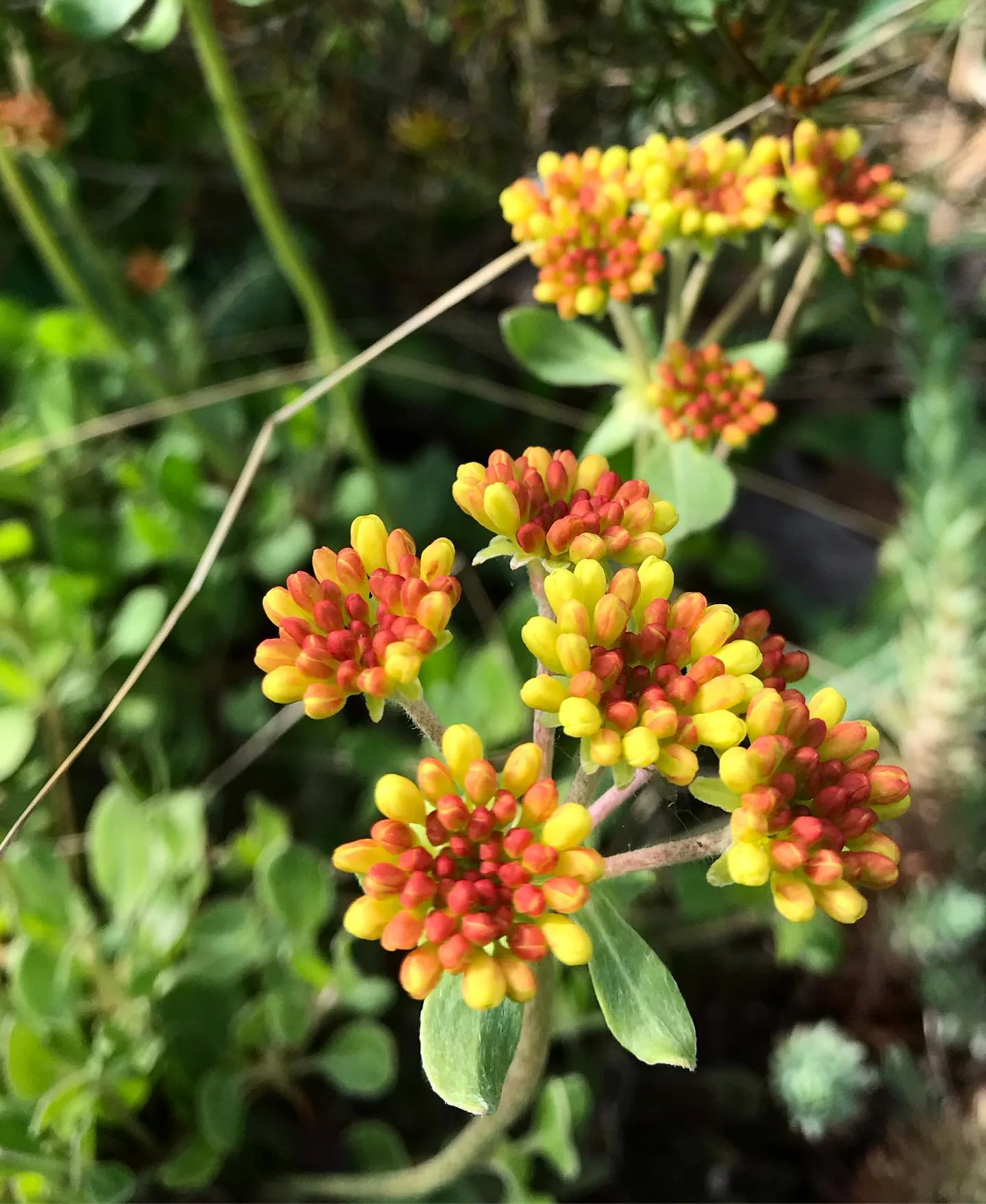 Plant FAQs: Eriogonum Umbellatum - Sulphurflower Buckwheat