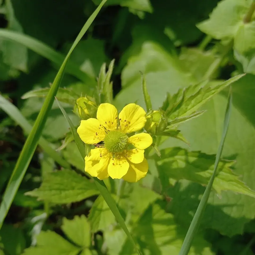Plant FAQs: Geum Aleppicum - Yellow Avens