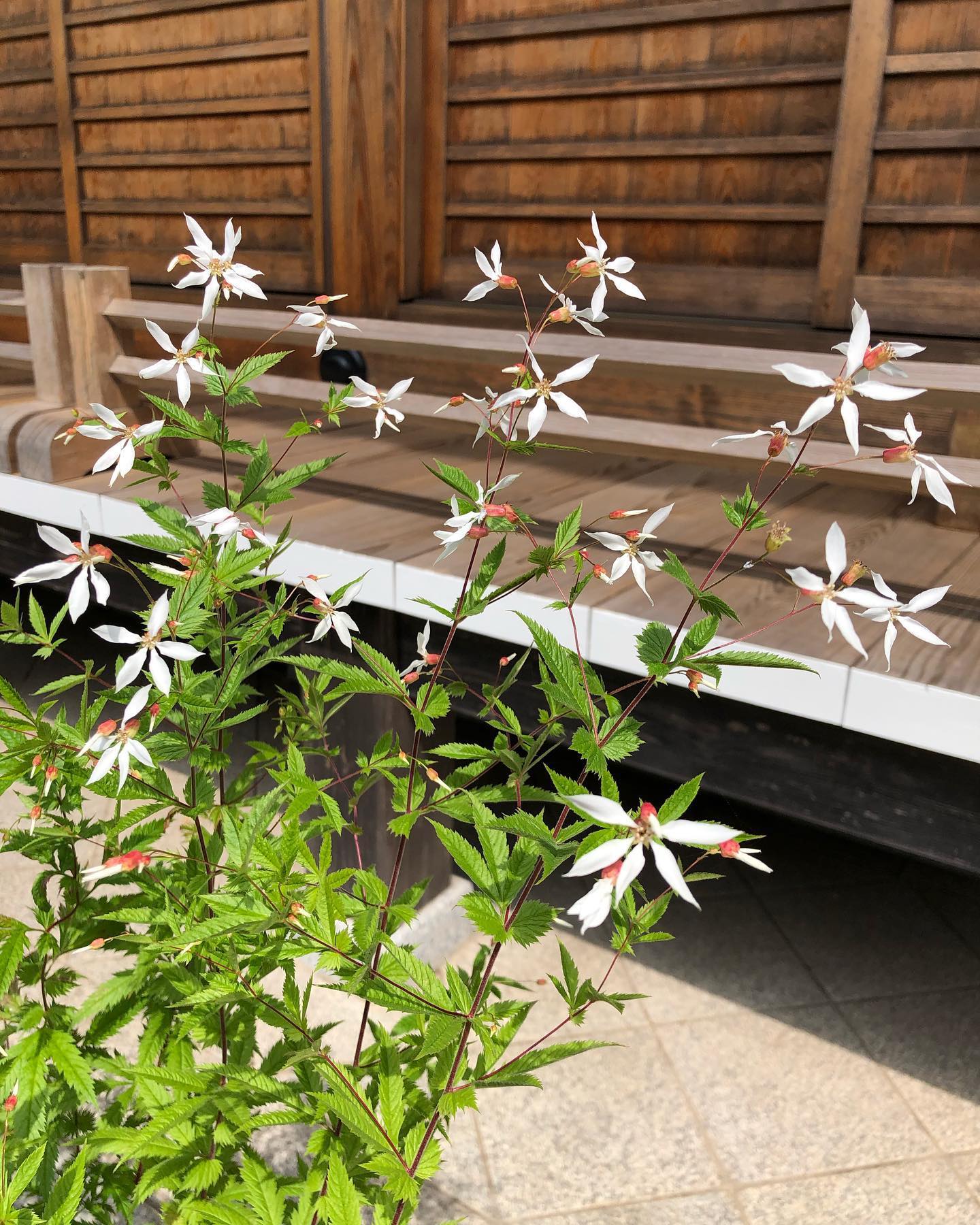 Plant FAQs: Hydnora Africana