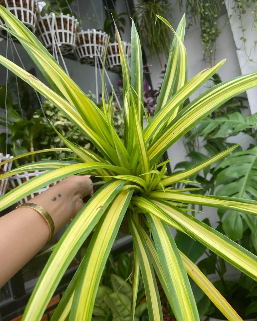 Plant FAQs: Pandanus Veitchii (Pandanus Tectorius)