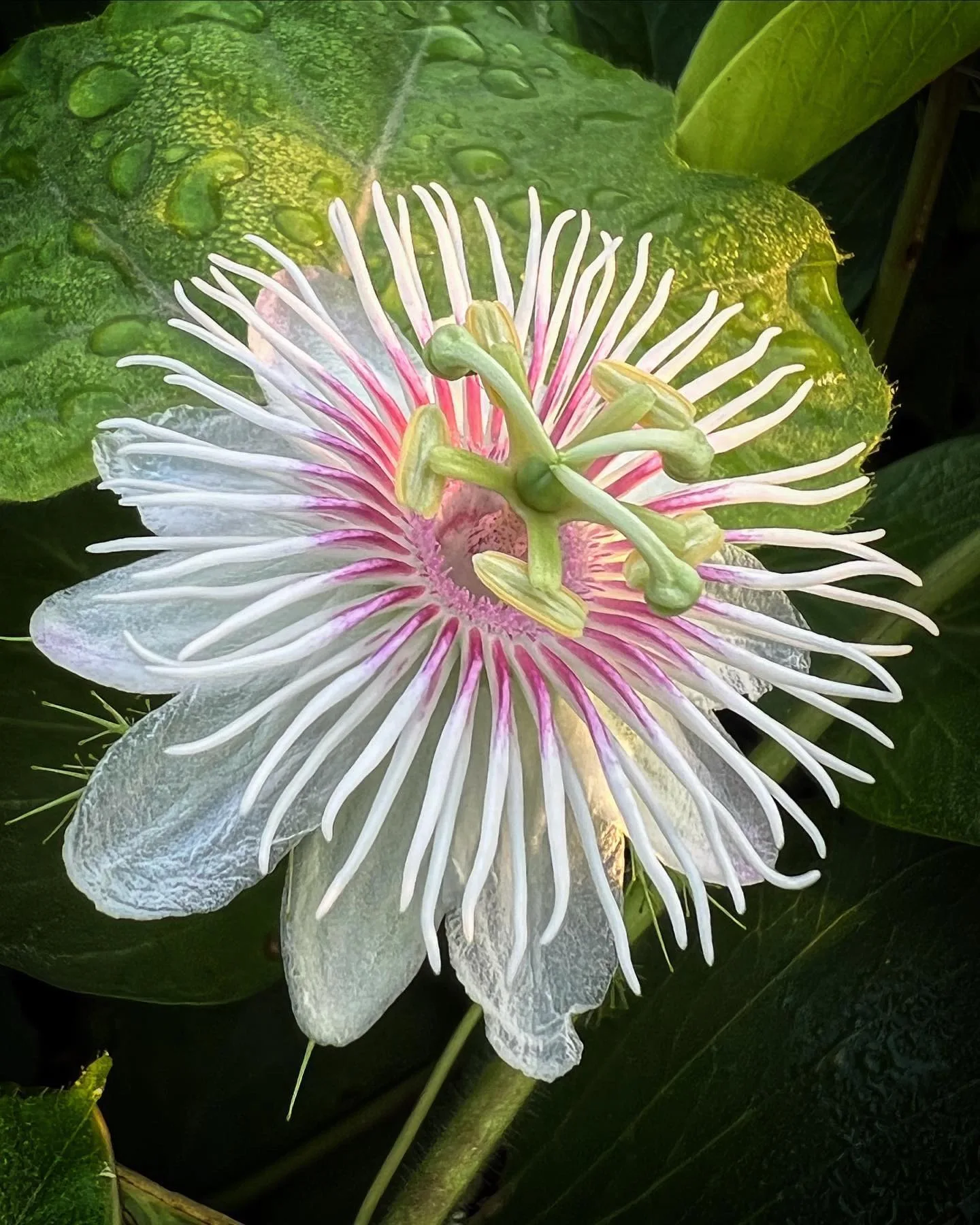 Plant FAQs: Passiflora Foetida