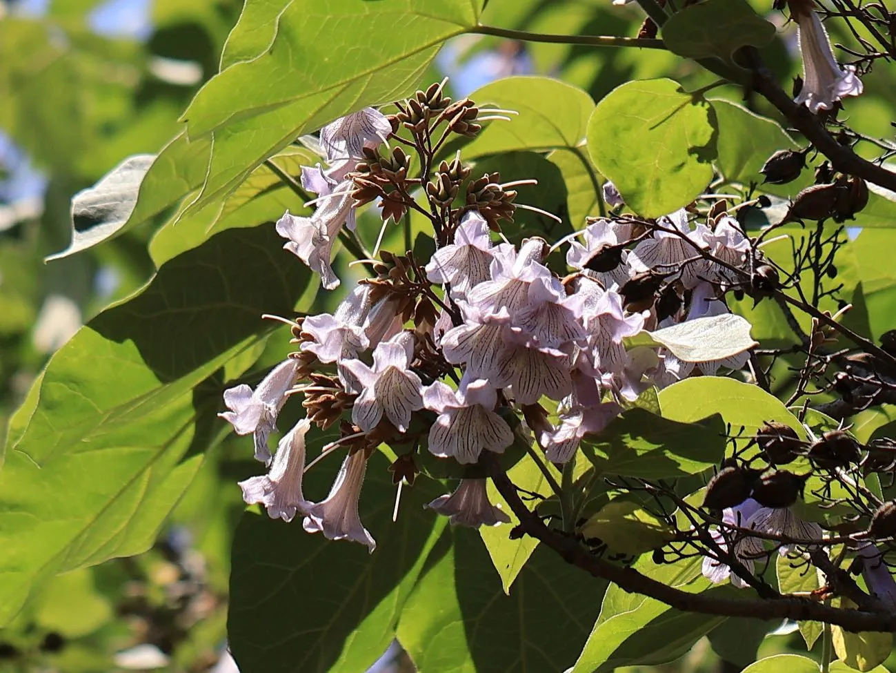 Plant FAQs: Paulownia Tomentosa - Princess Tree - Empress Tree ...