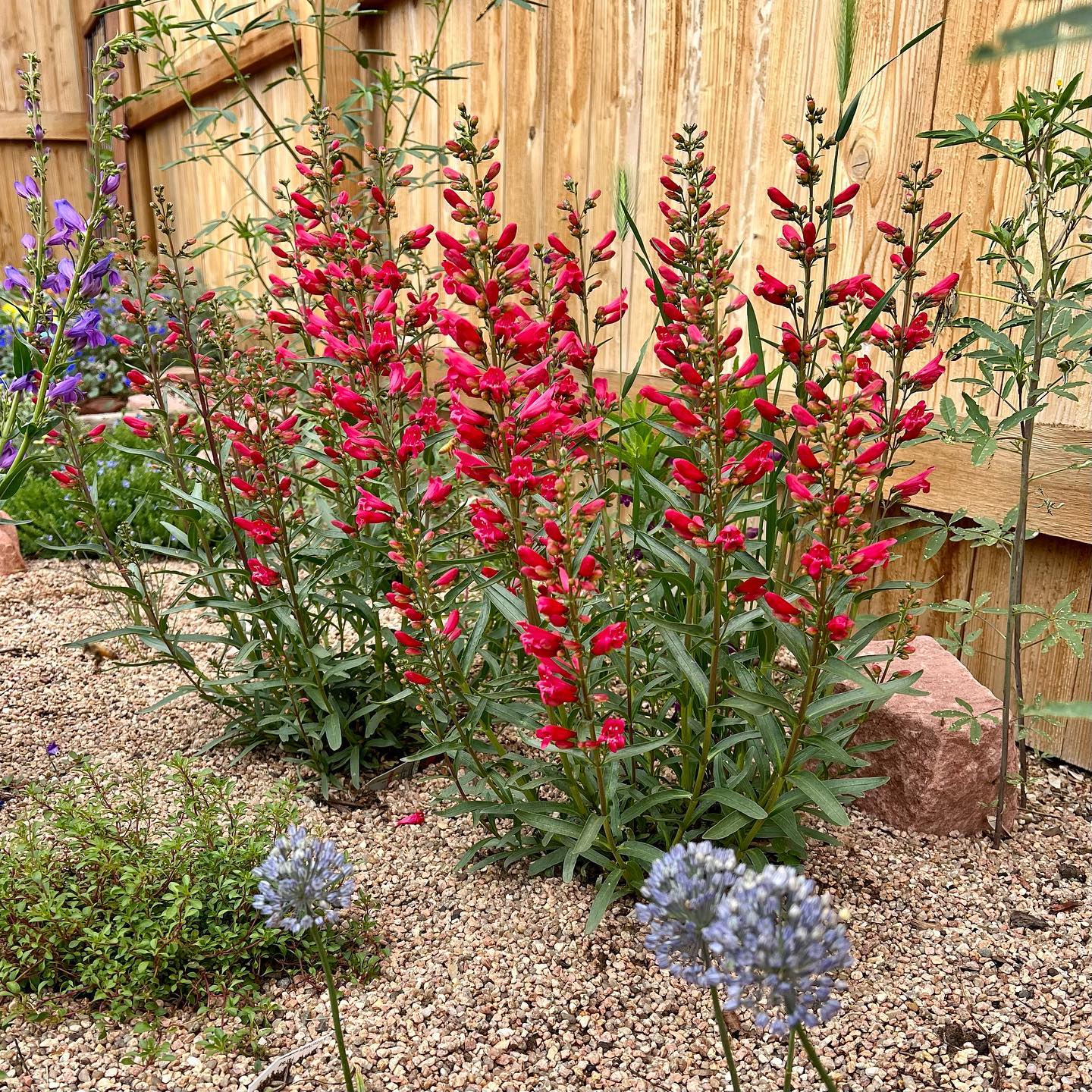 Plant FAQs: Penstemon Barbatus