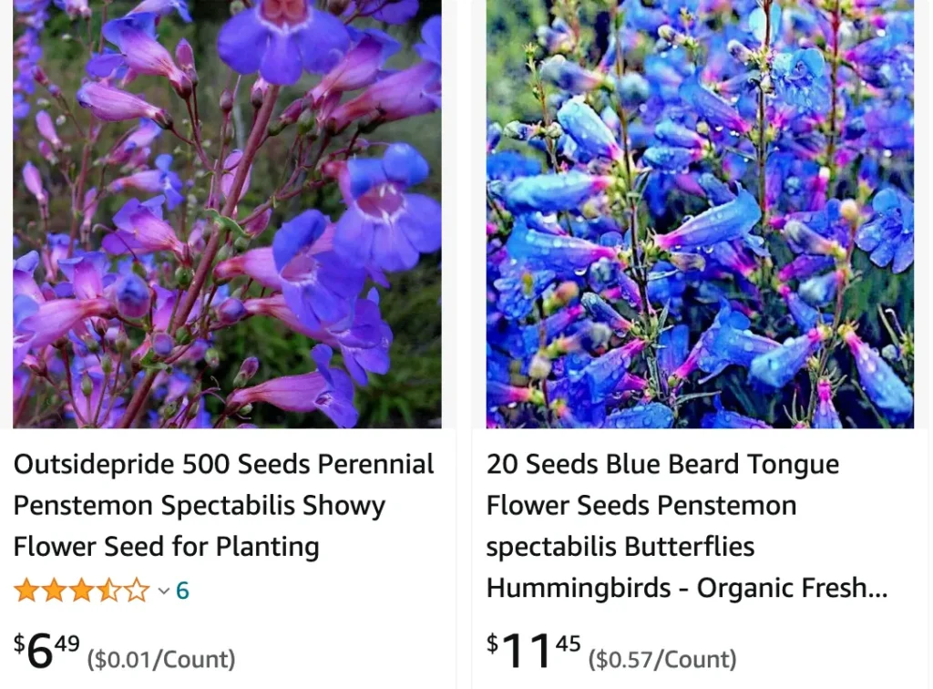 Plant 101: Penstemon Spectabilis