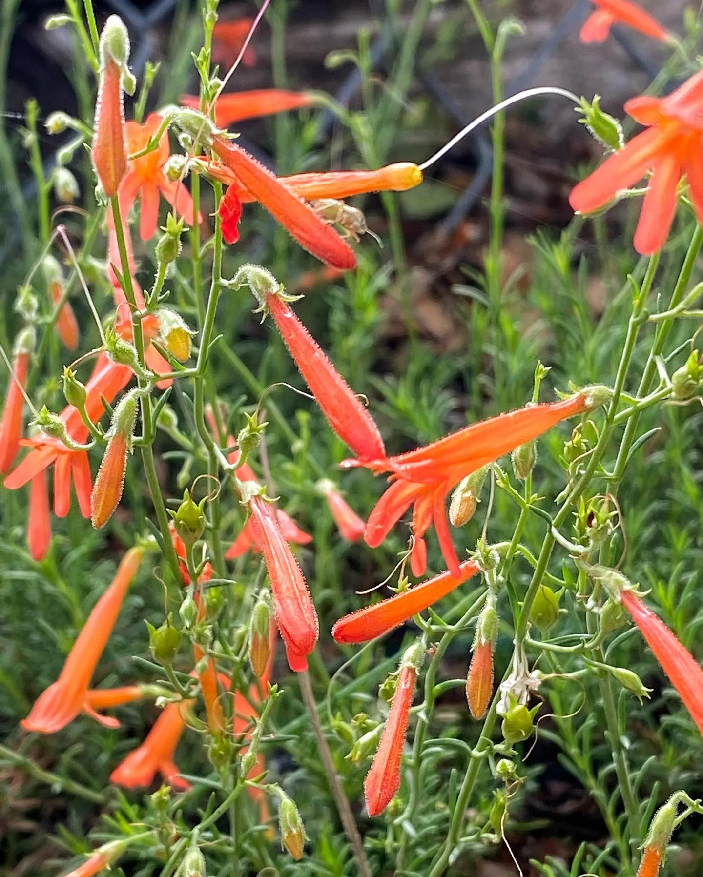 Plant FAQs: Penstemon Pinifolius - Pineleaf Penstemon