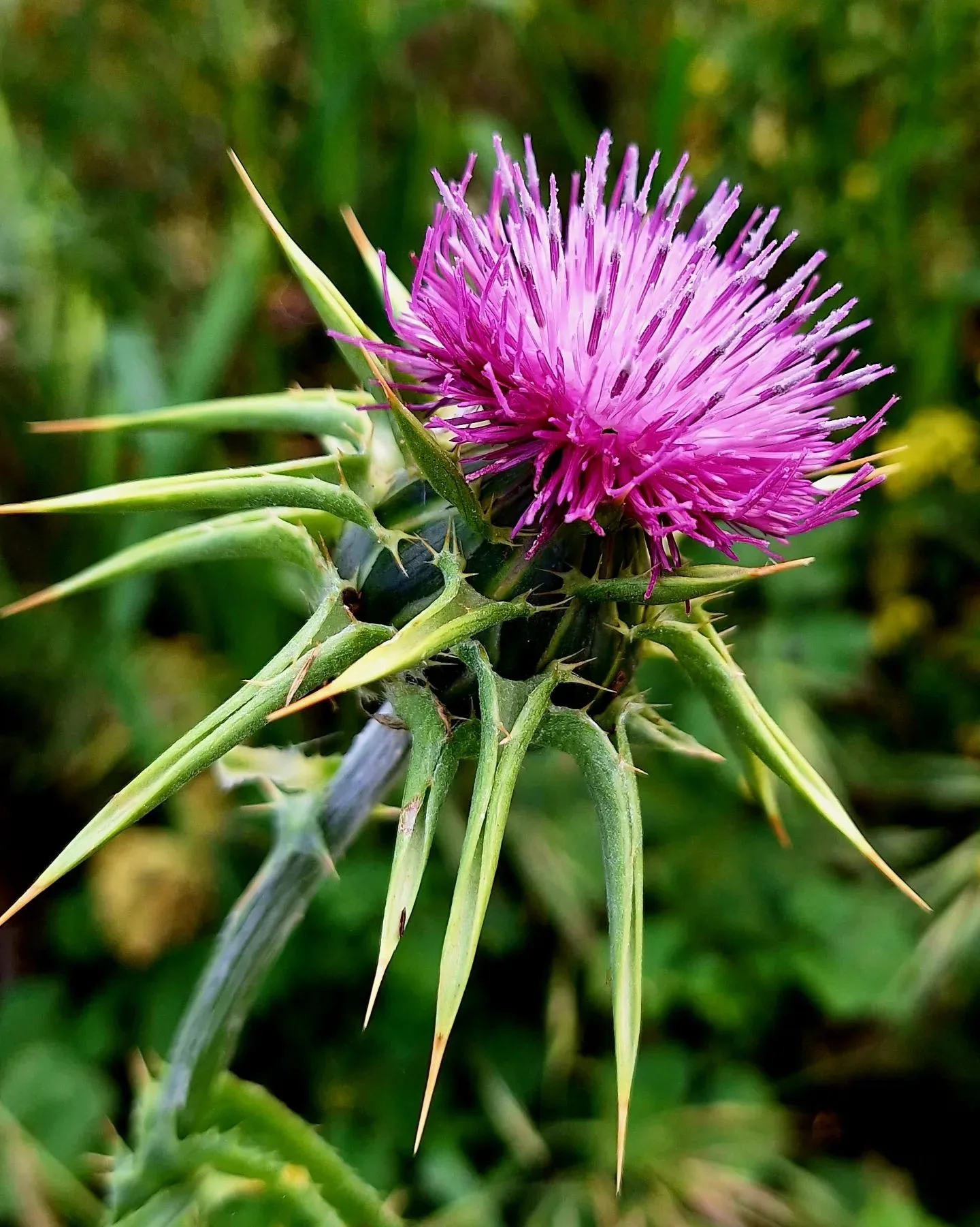 Plant FAQs: Silybum Marianum - Milk Thistle - Scotch Thistle