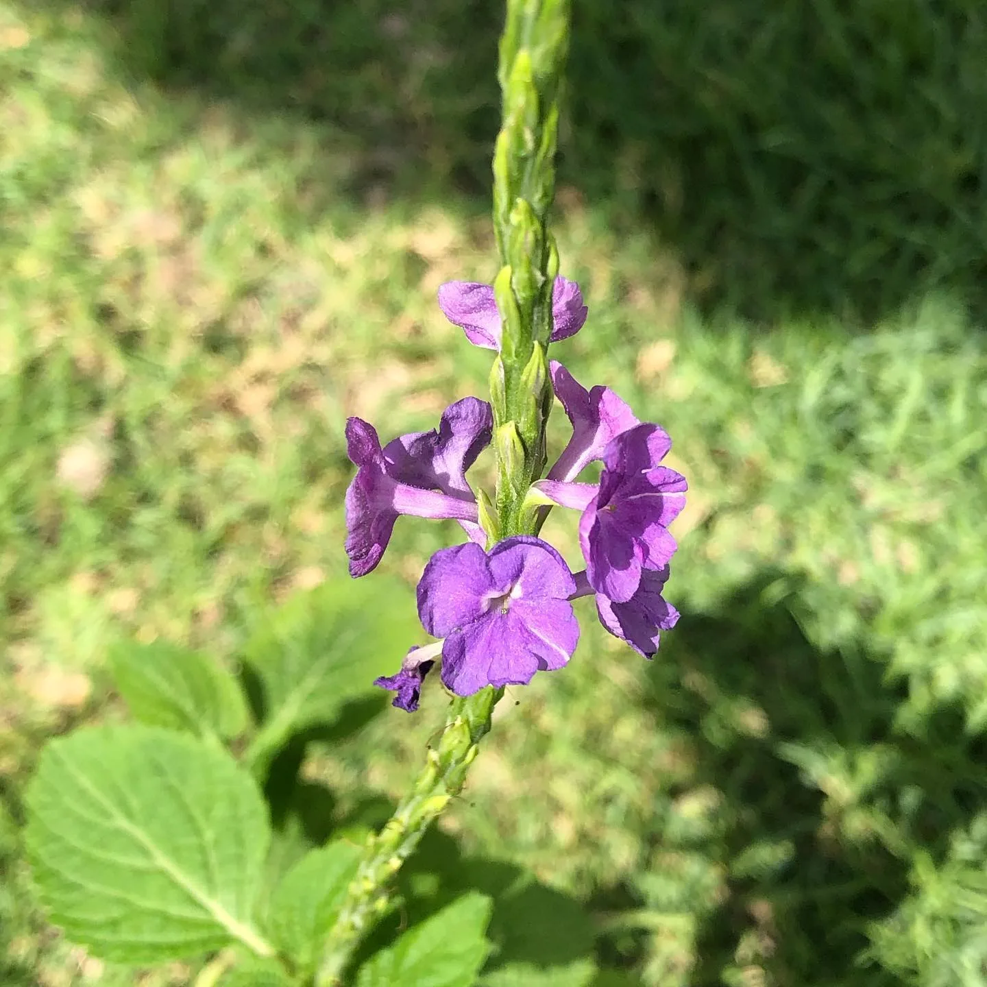 Plant FAQs: Stachytarpheta Jamaicensis - Blue Porterweed