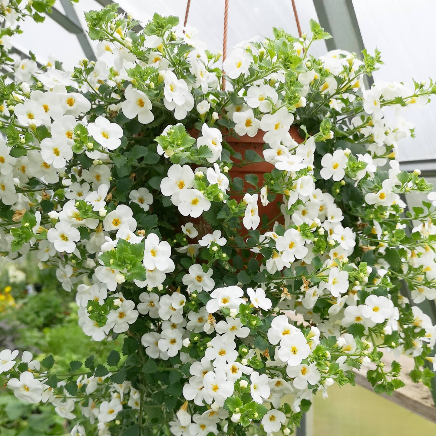 Plant FAQs: Sutera Cordata - Bacopa Cordata