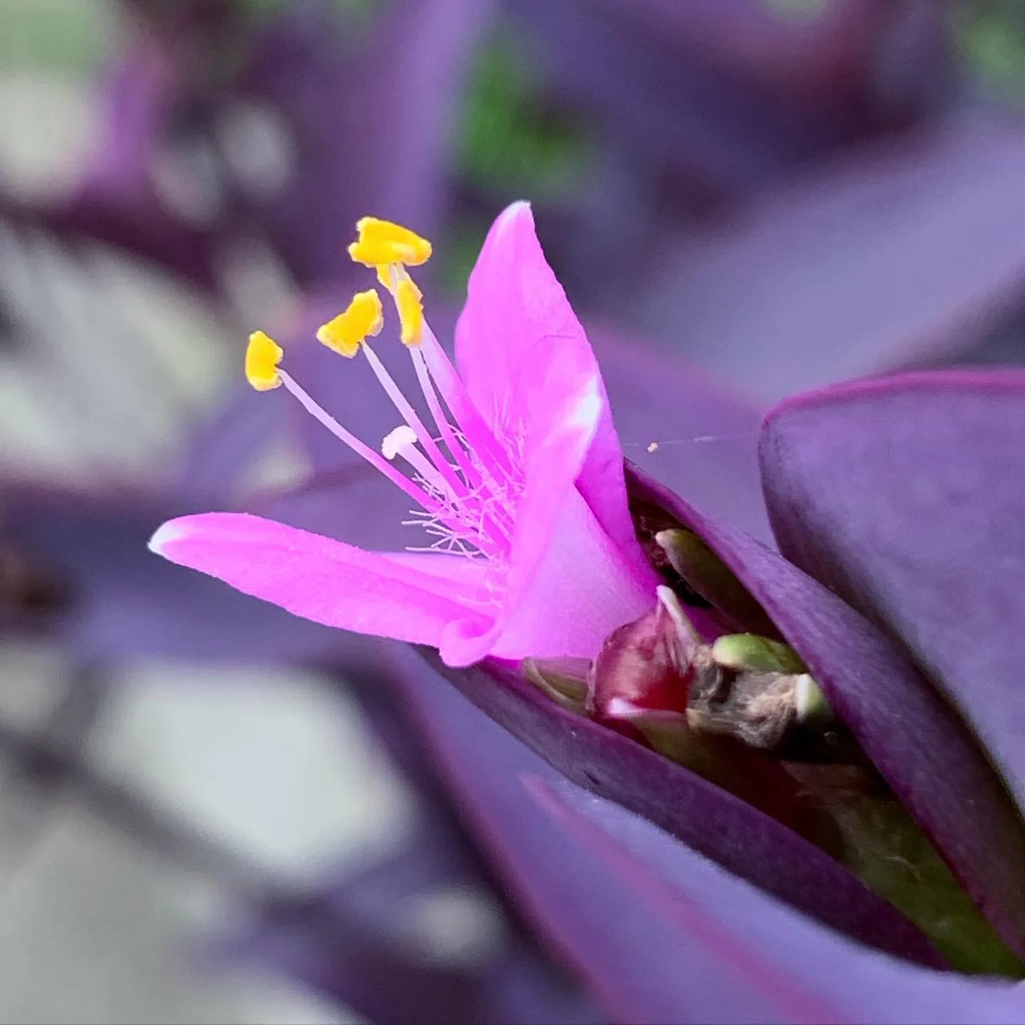 Plant FAQs: Tradescantia Pallida - Purple Heart