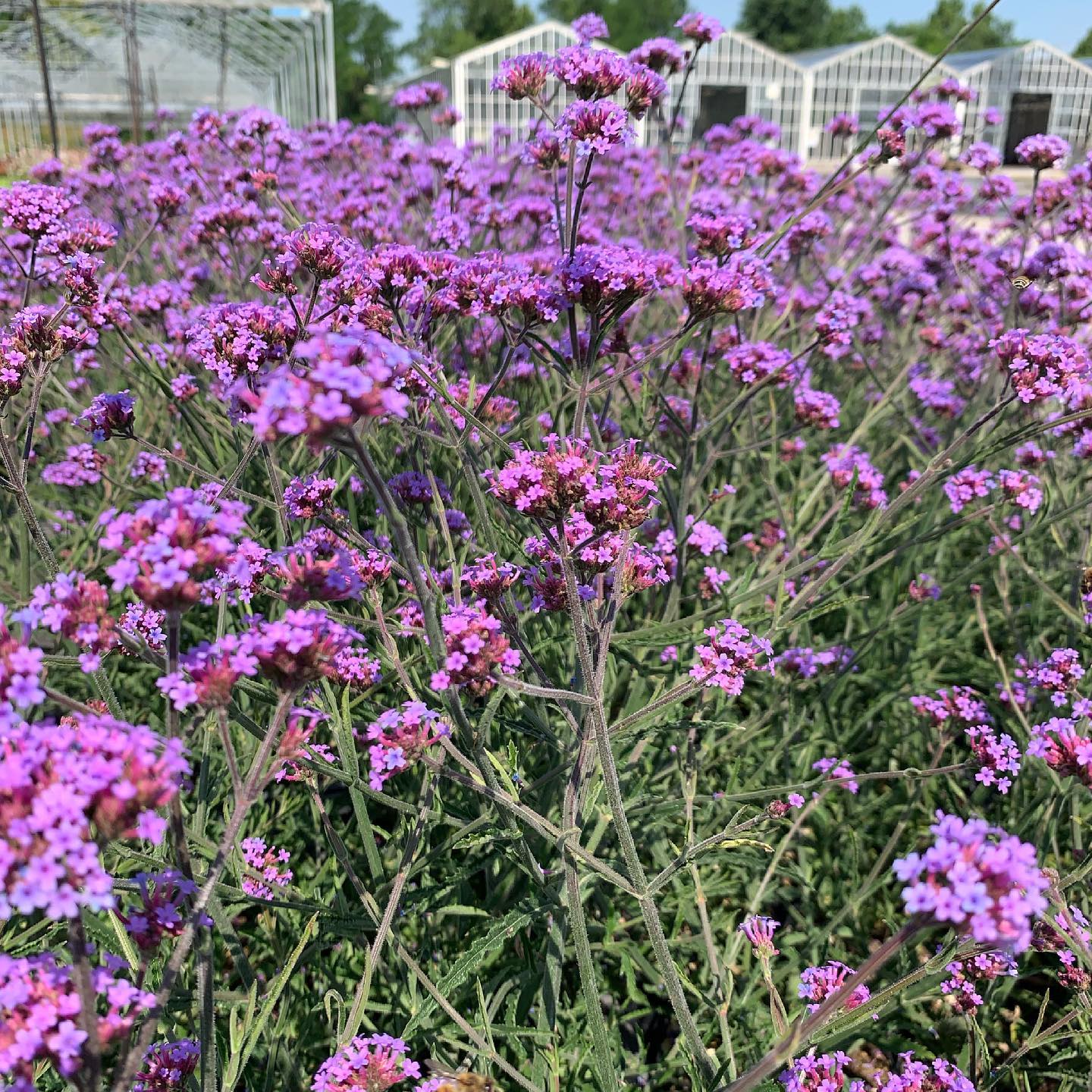 Plant FAQs: Verbena Lollipop