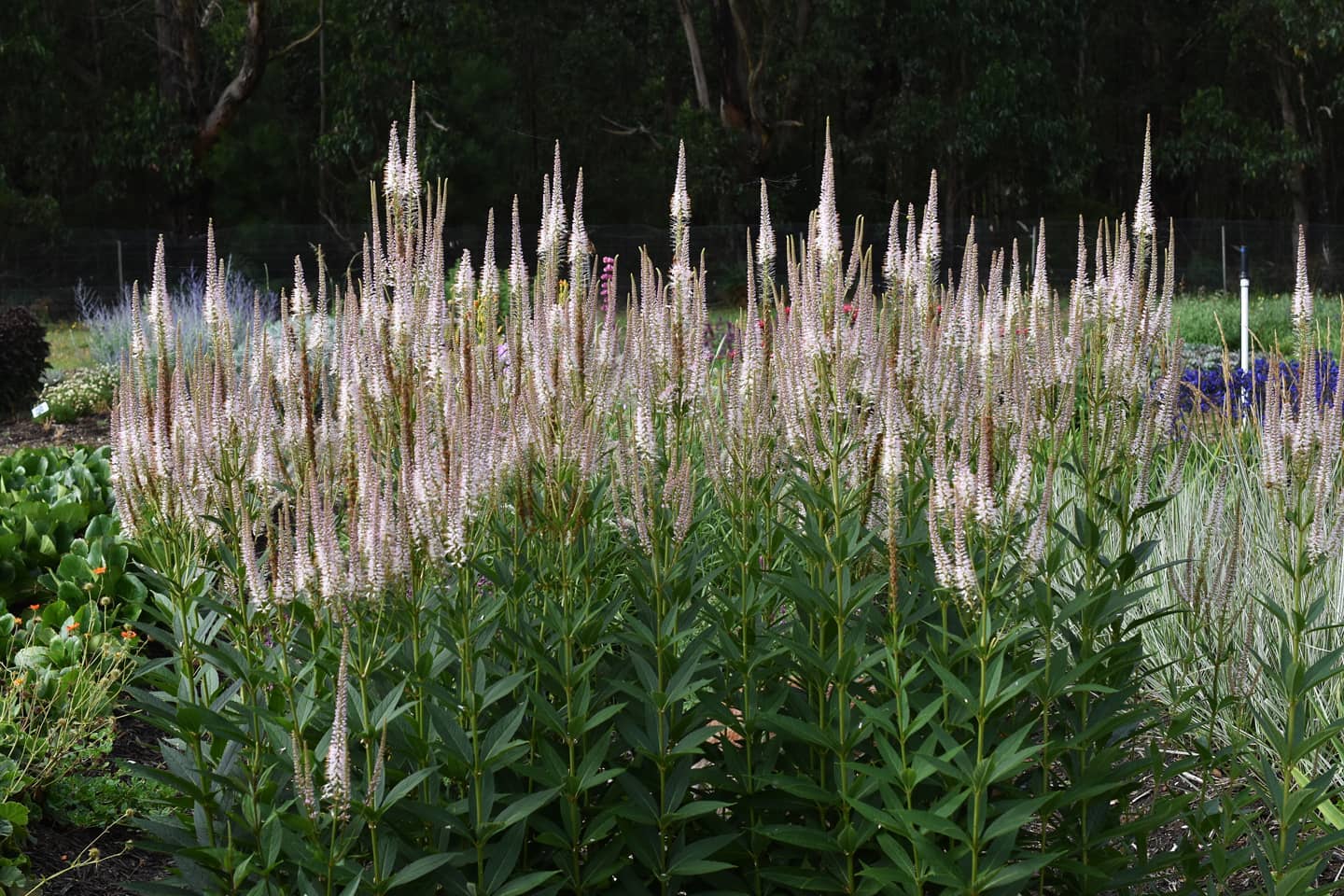 Plant FAQs: Veronicastrum