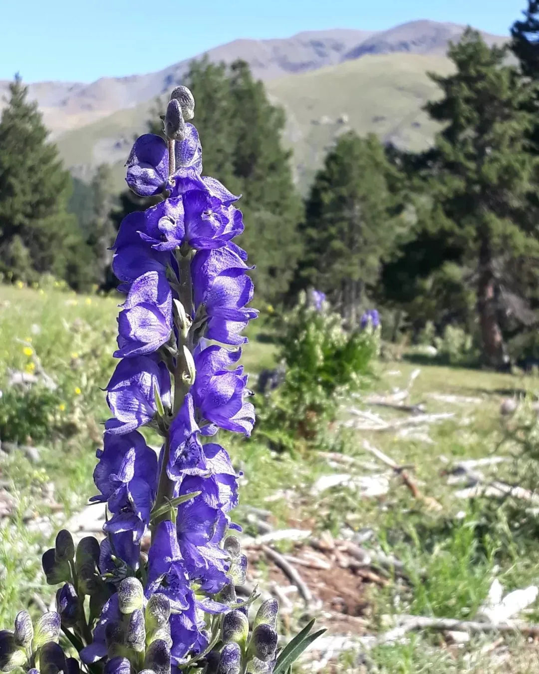 Plant FAQs: Aconitum Napellus - Aconite - Monkshood - Wolfsbane