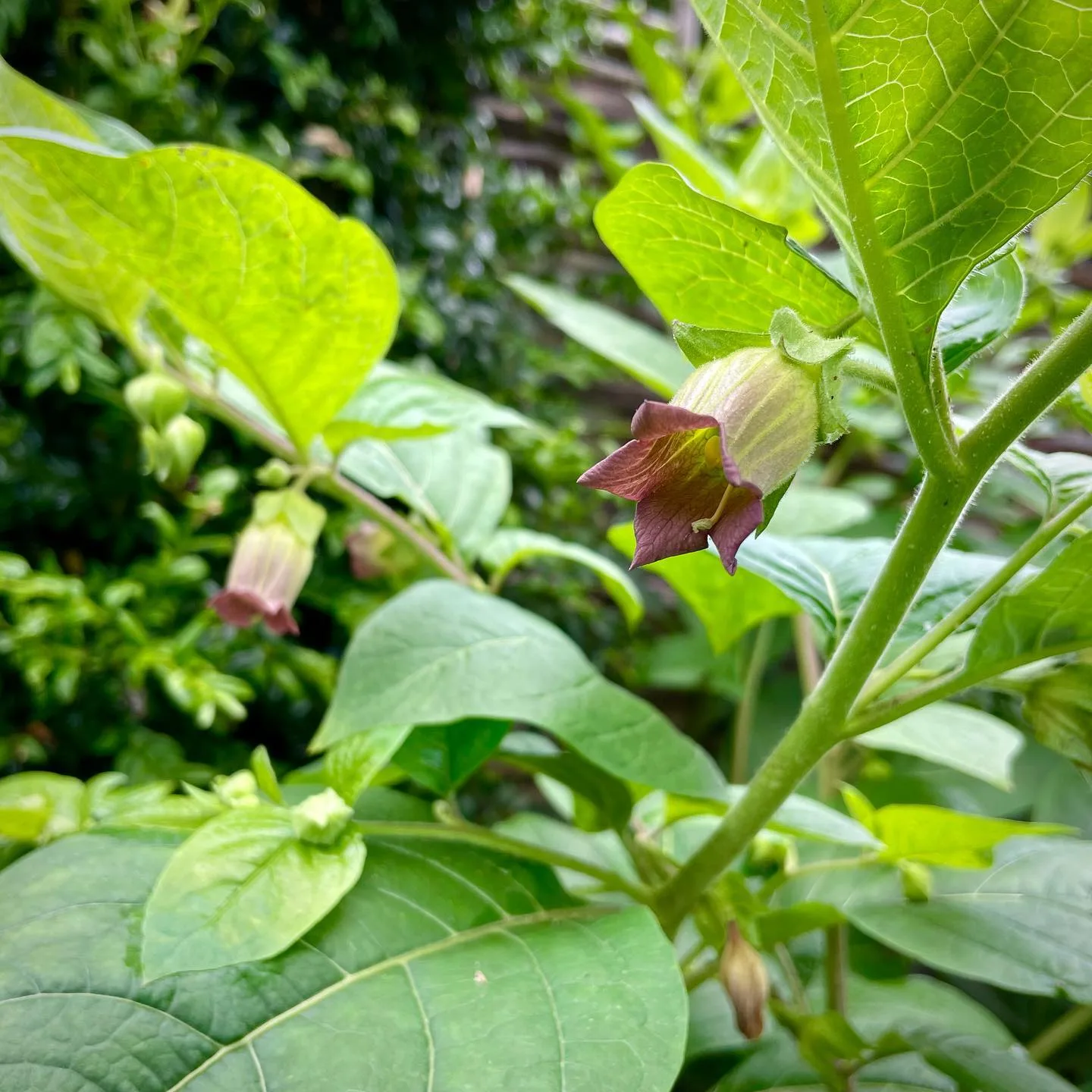 Plant FAQs: Atropa Belladonna - Deadly Nightshade