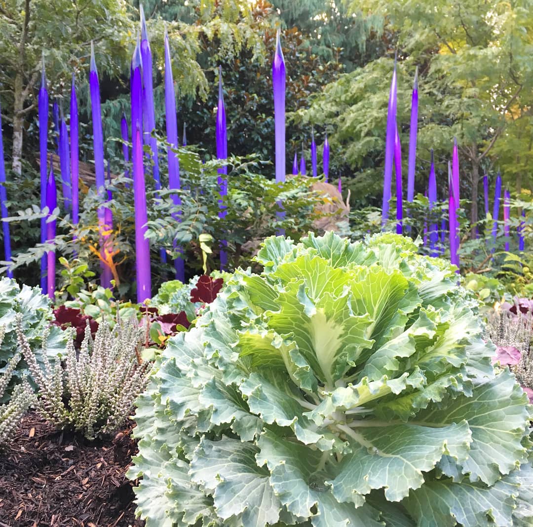 Plant FAQs: Brassica Oleracea - Cabbage, Kale, Broccoli