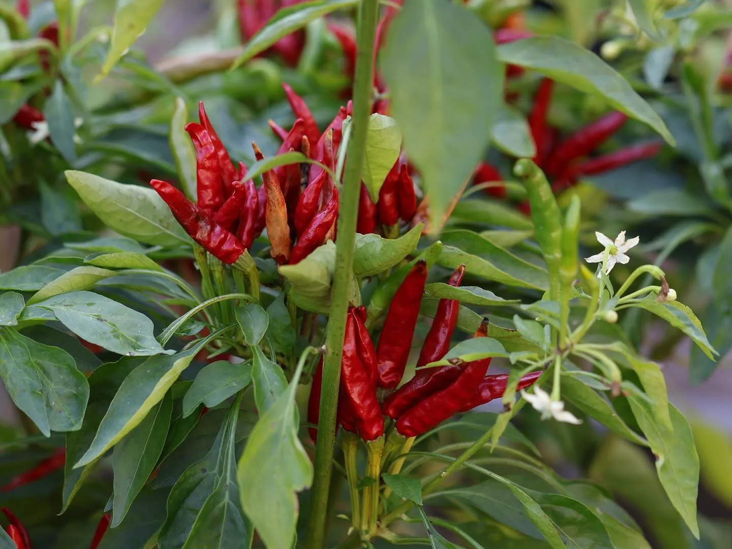 Plant FAQs: Capsicum Annuum - Sweet And Chili Pepper