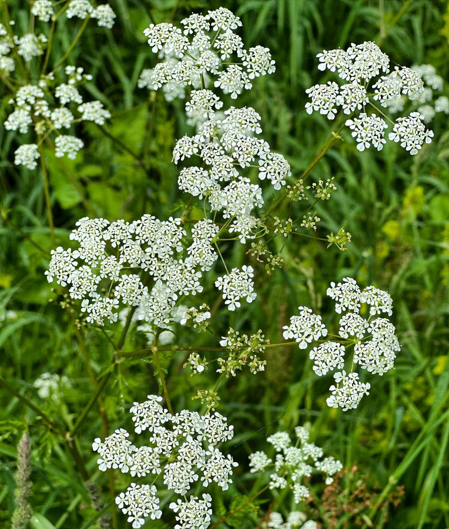 Plant FAQs: Conium Maculatum - Poison Hemlock