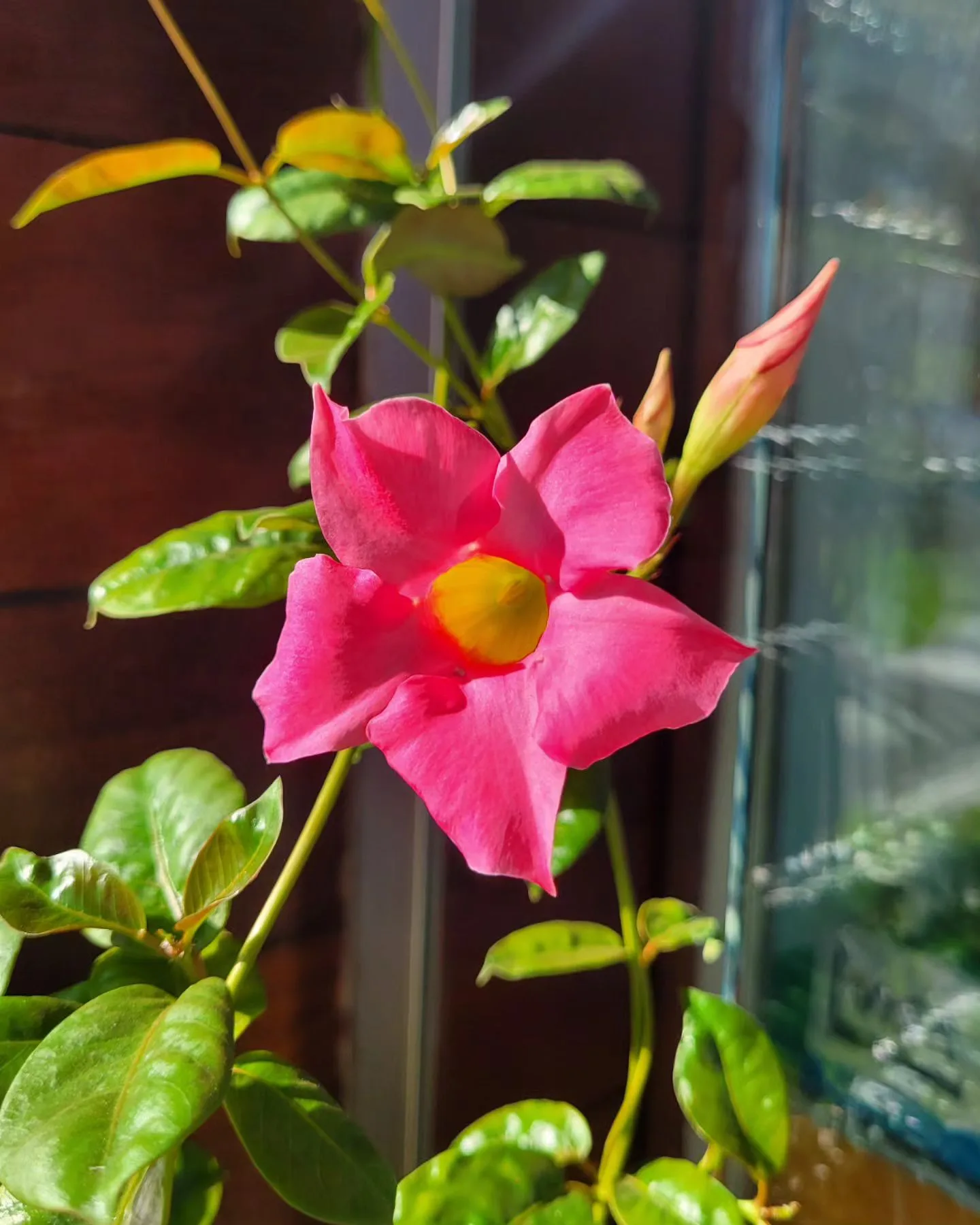 Plant FAQs: Mandevilla Sanderi - Brazilian Jasmine