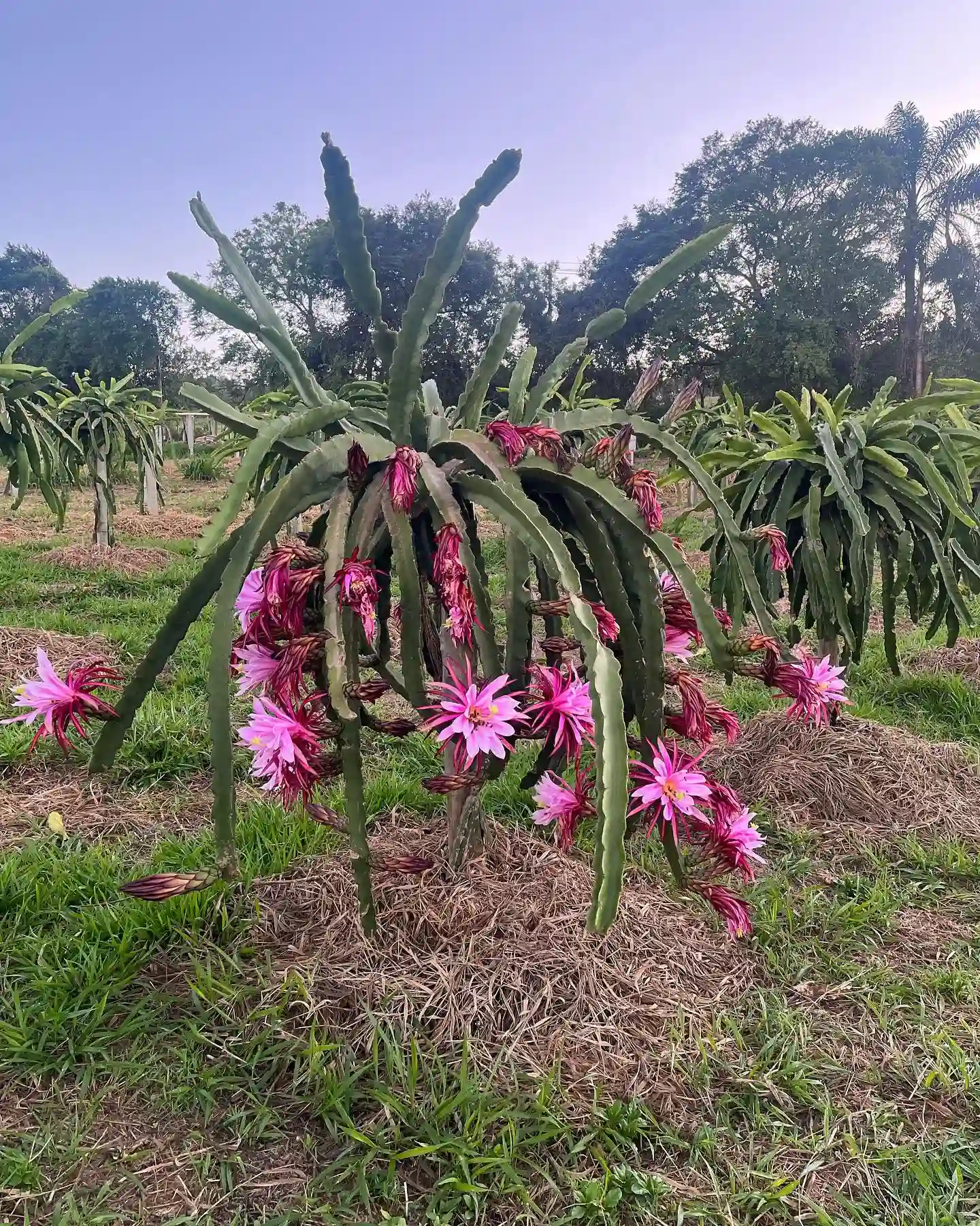 Plant FAQs: Dragon Fruit Plant - Selenicereus Undatus