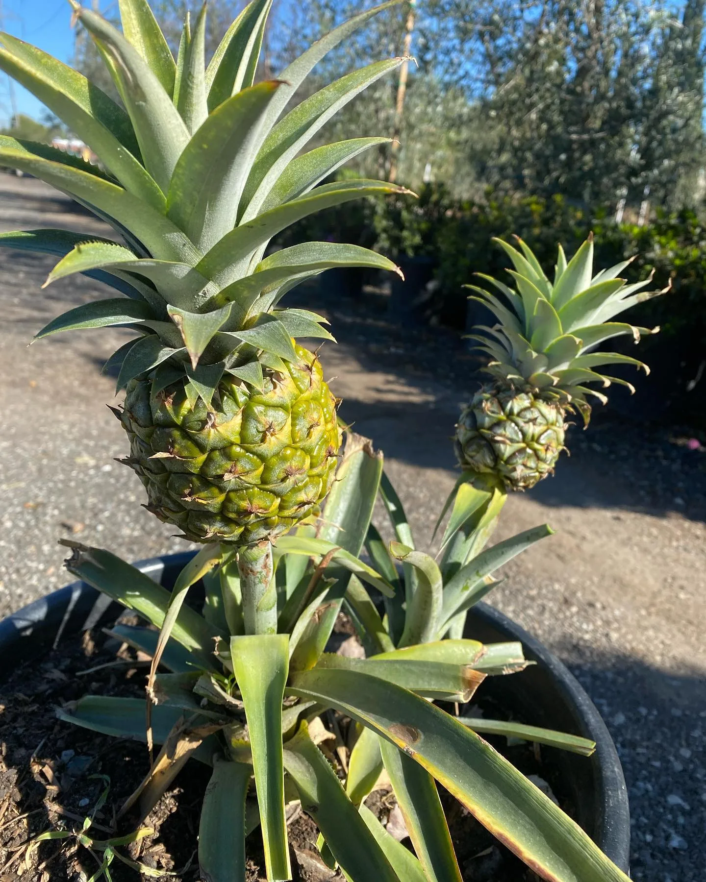 Plant FAQs: Pineapple - Ananas Comosus