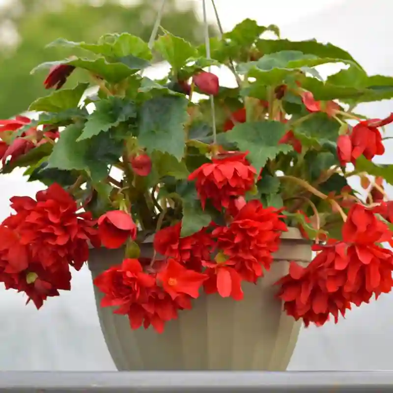 Begonia Illumination Scarlet: The Fiery Cascade of Tuberous Blooms